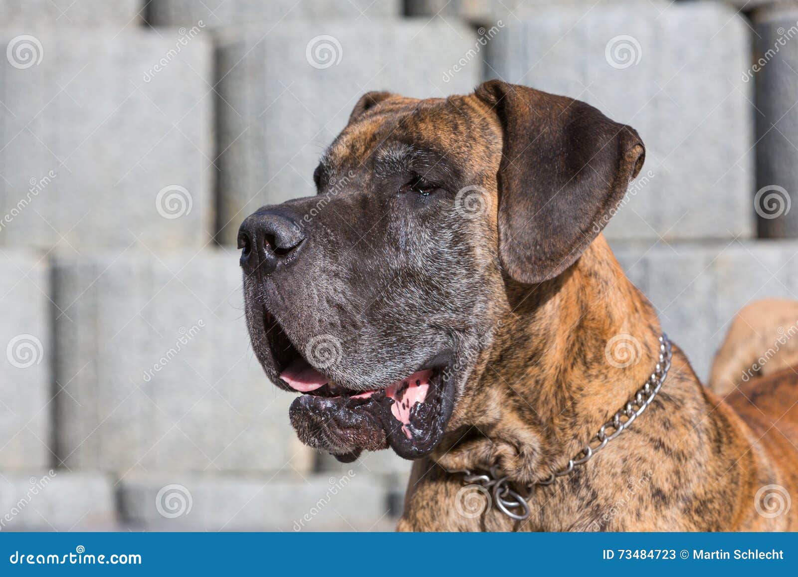 Portrait german bulldog stock image. Image of race, face - 73484723