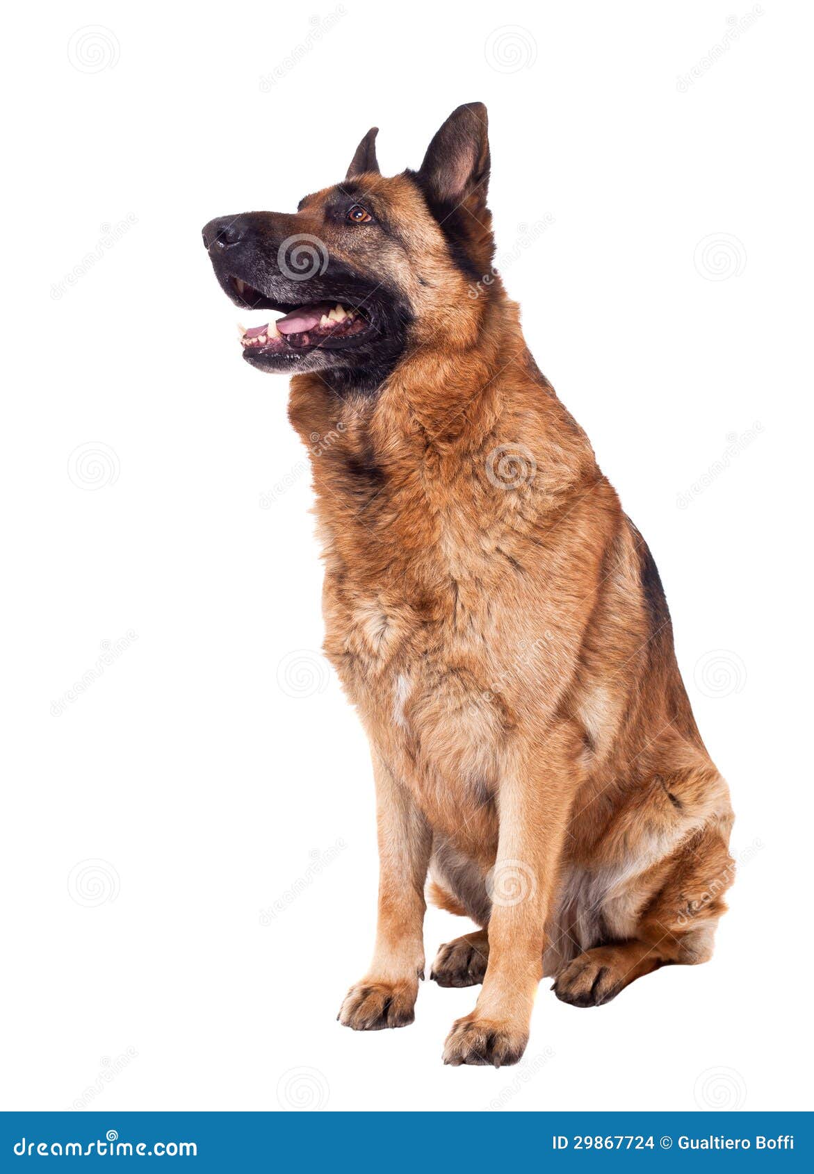 German shepherd stock photo. Image of german, obedience - 29867724