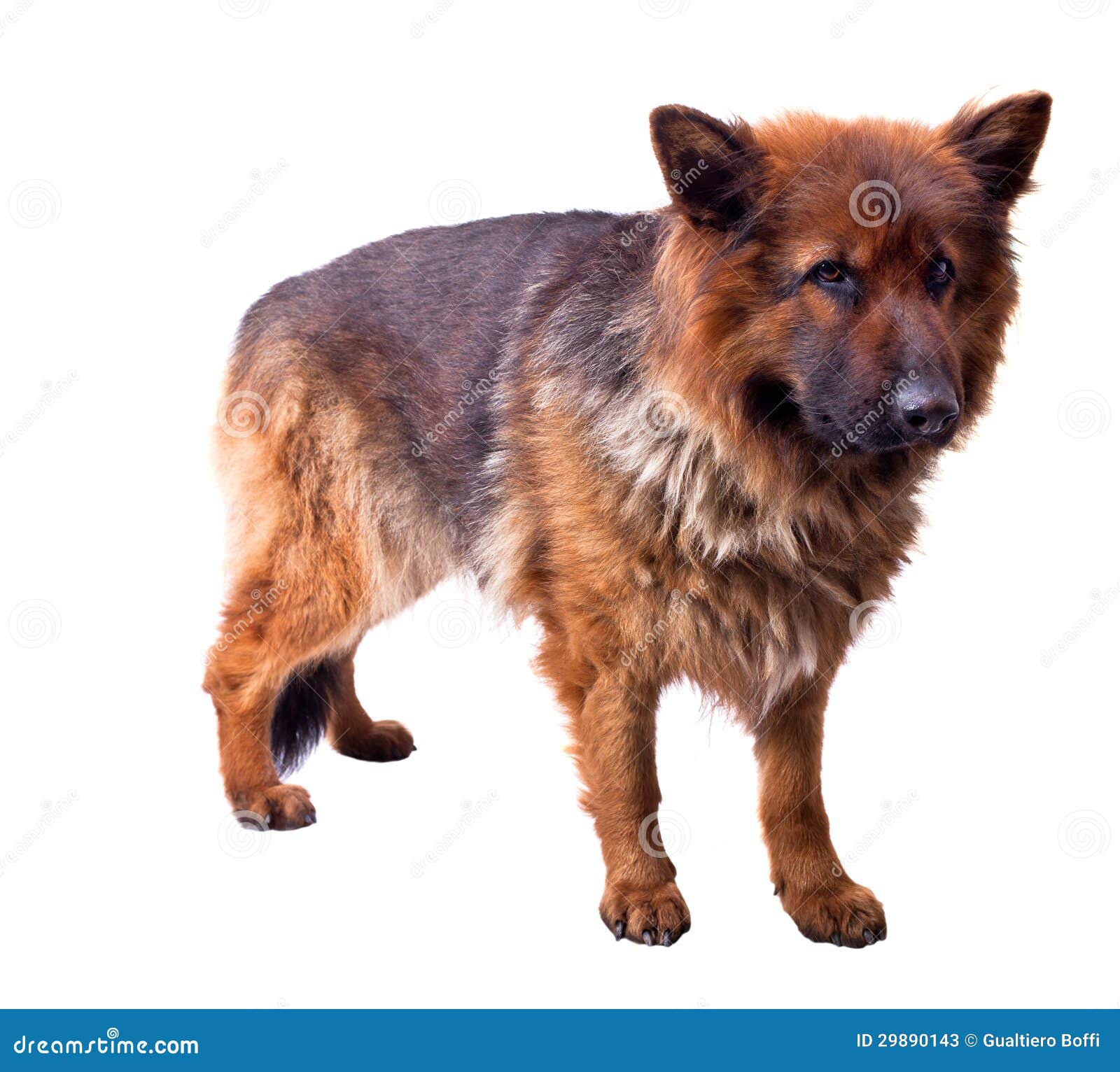 Young german shepherd stock image. Image of adult, police - 29890143
