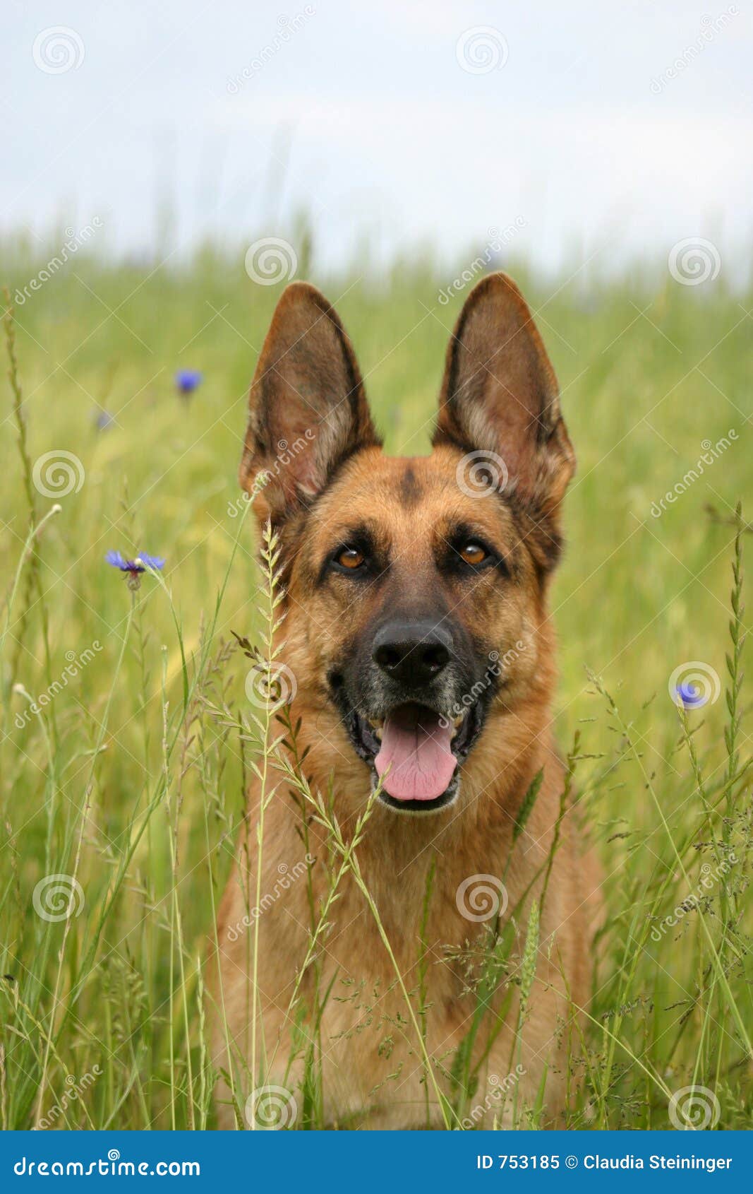 Portrait of a German Shepherd Stock Image - Image of cornfield, outside ...