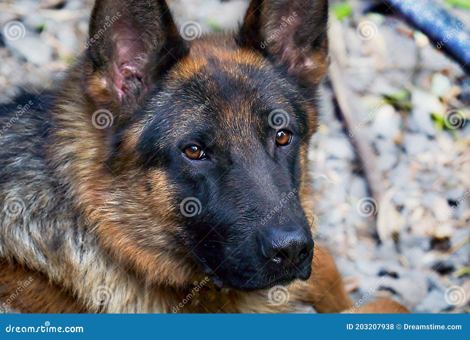 German Shepherd stock photo. Image of devotion, canine - 203207938