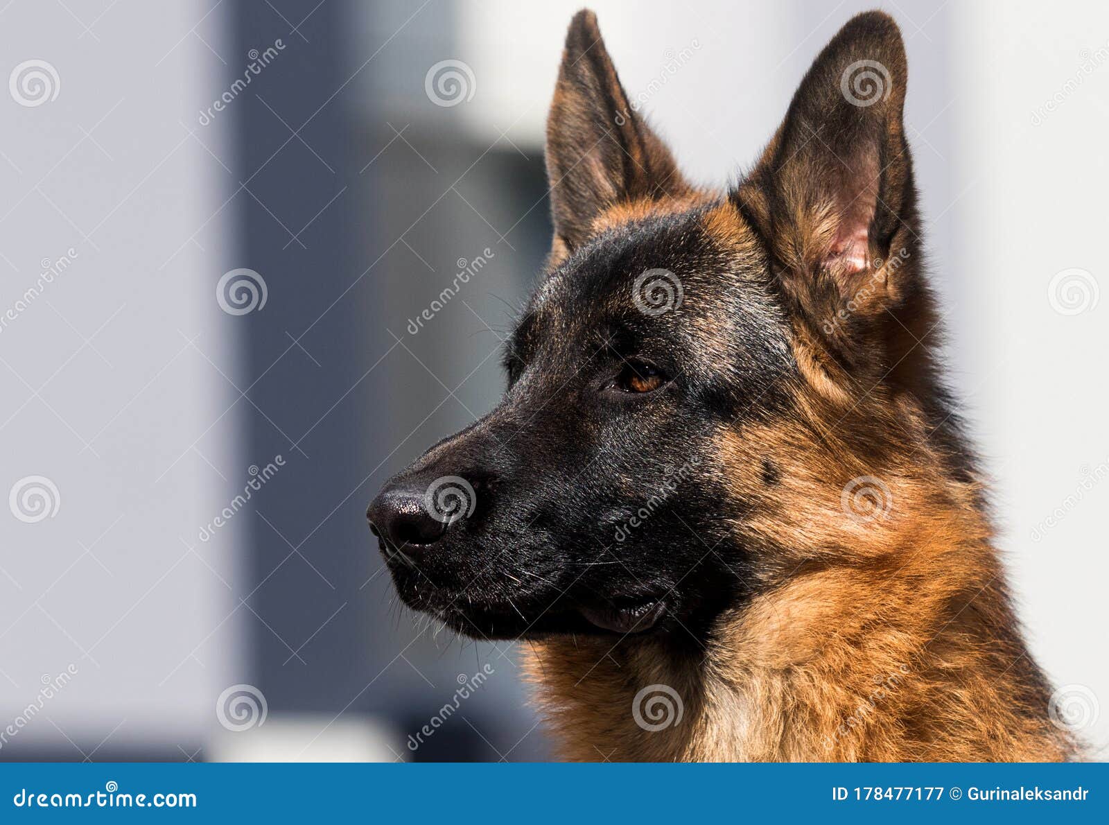 Portrait German Shepherd Dog Looking Stock Image - Image of brown, cute ...