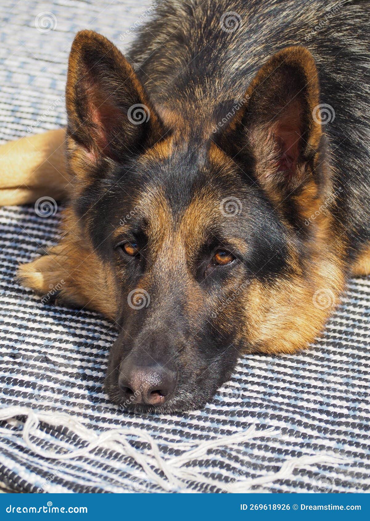 Portrait of German Shepherd Lying on the Ground Stock Photo - Image of ...