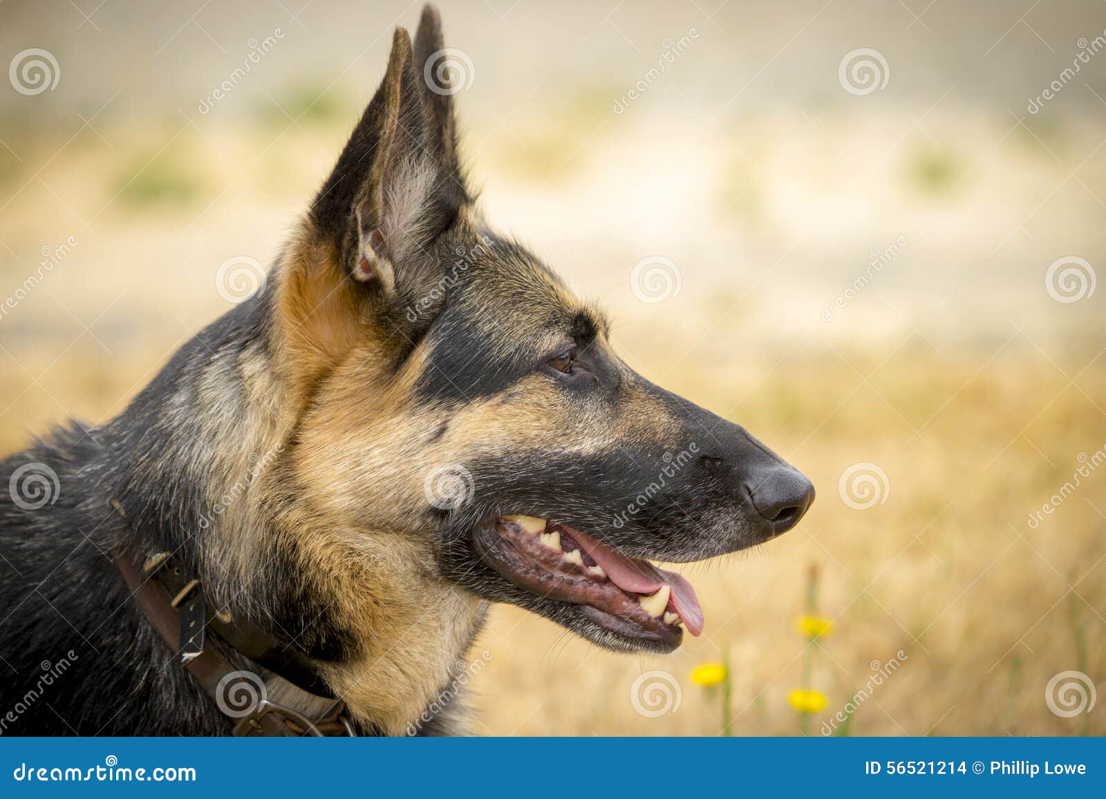 Portrait of a German Shepherd - Profile Shot Stock Photo - Image of ...