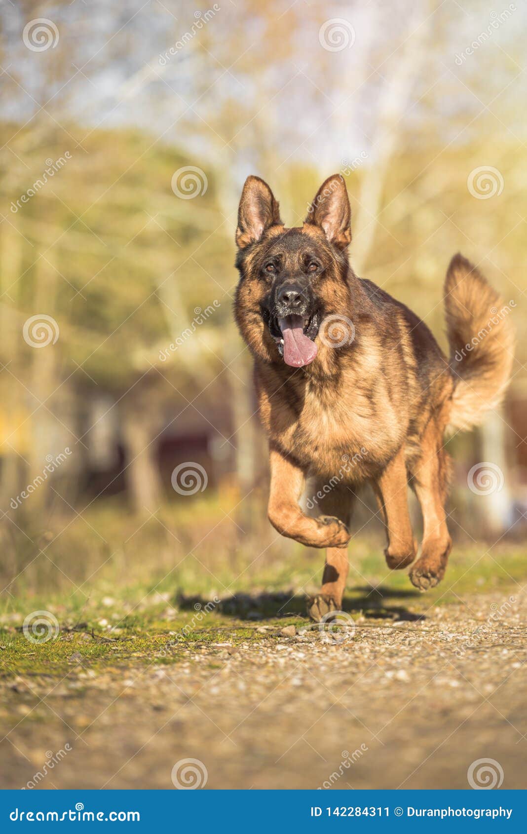 Portrait of a German Shepherd Running in the Field. Stock Image - Image ...