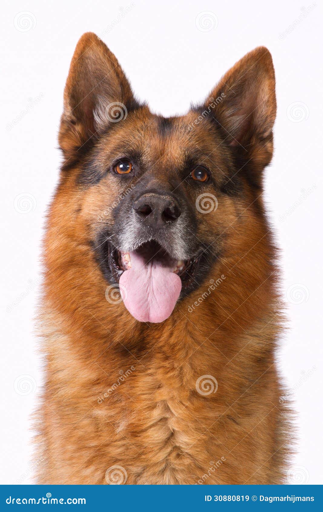 German Spepherd Stock Photos - Free & Royalty-Free Stock Photos from ...