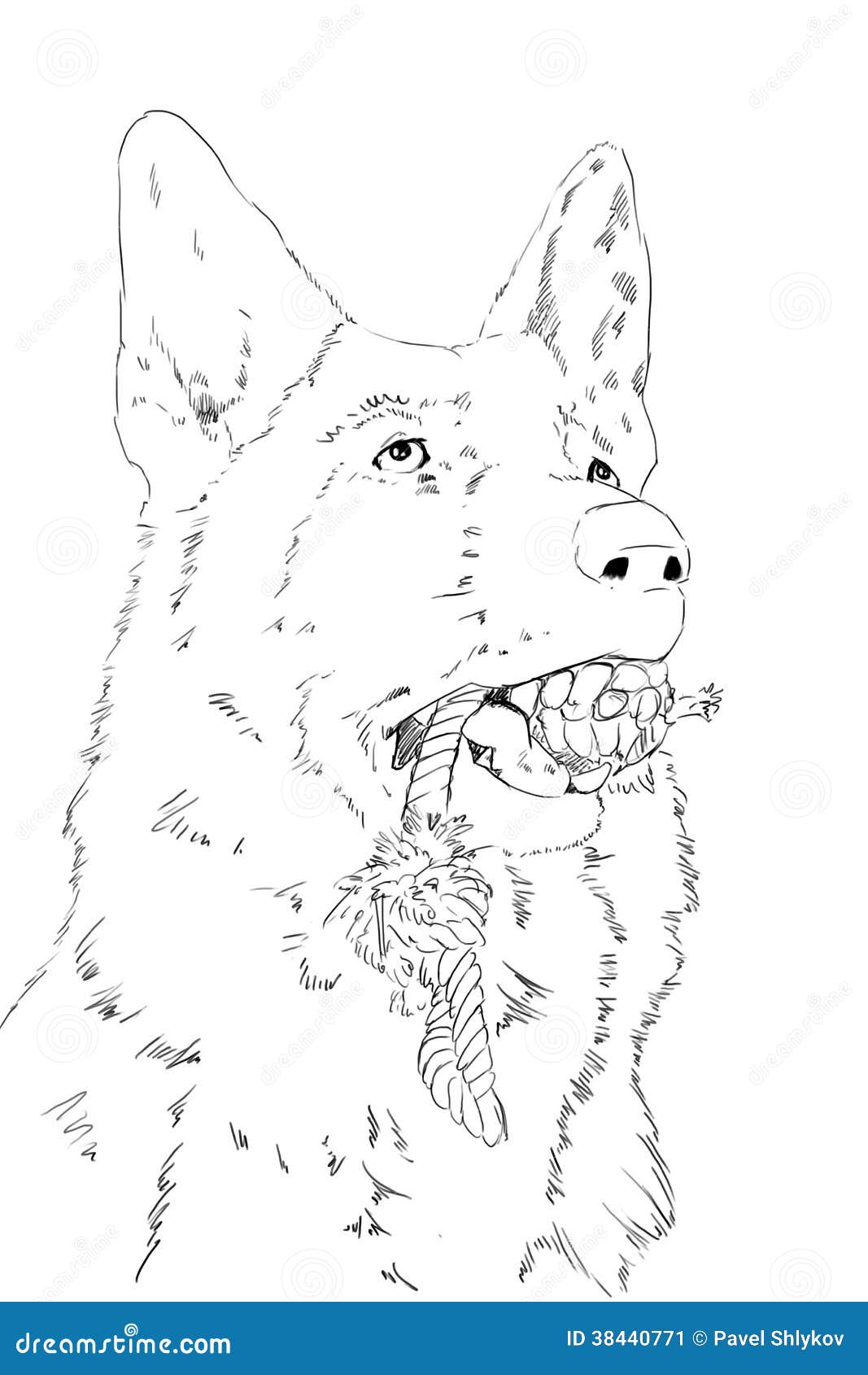 Portrait of German Shepherd with Toy Stock Illustration - Illustration ...