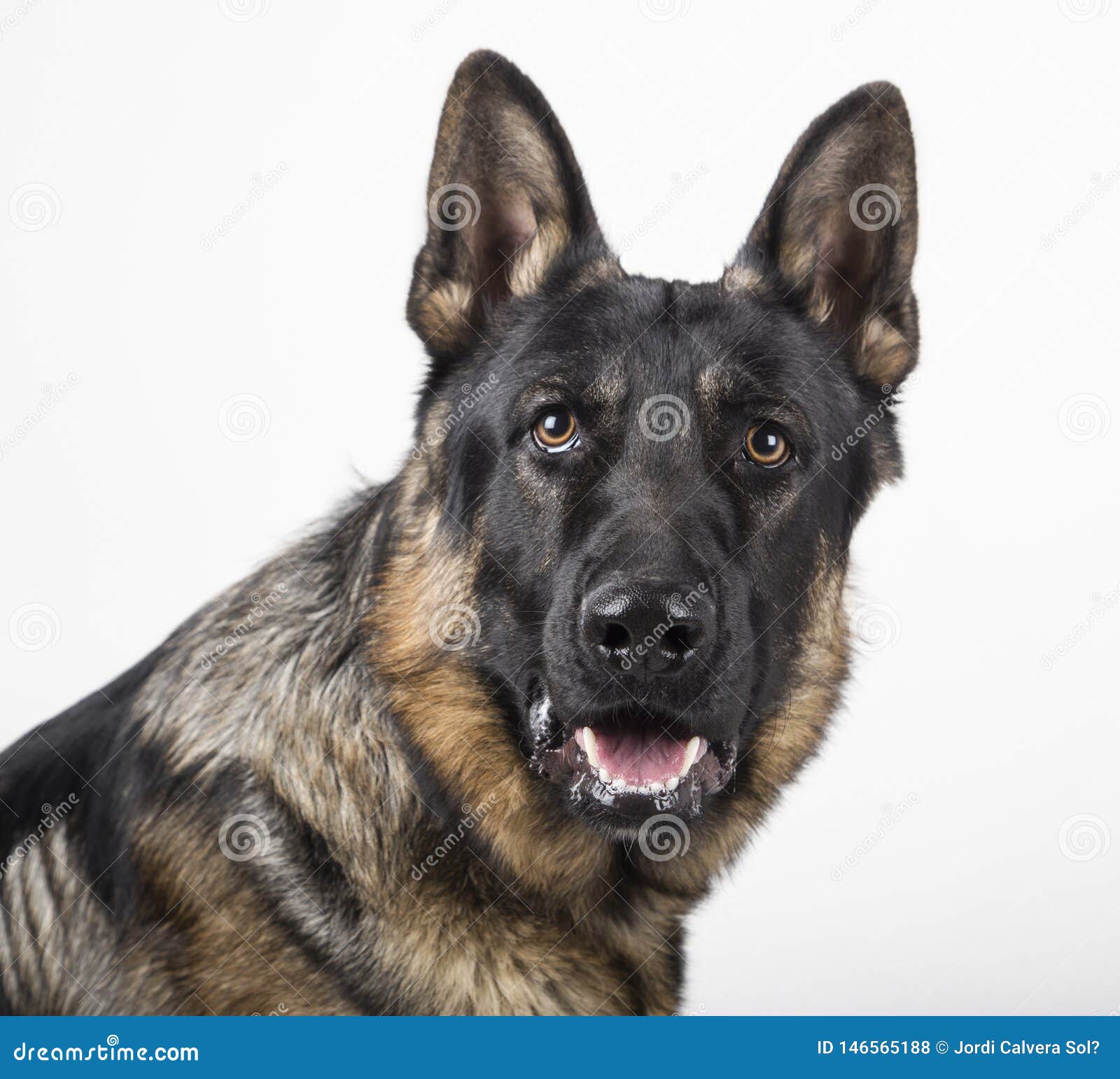 Portrait of a German Shepherd on White Background Stock Photo - Image ...