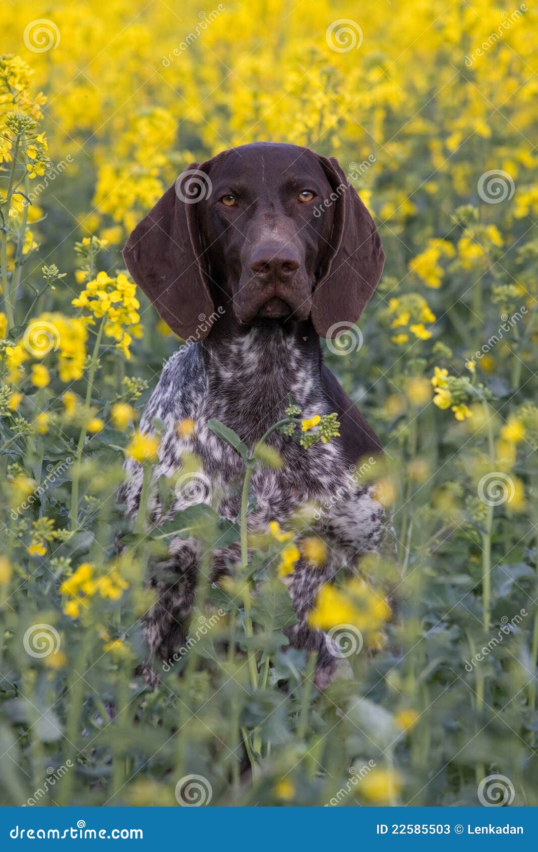 Portrait of German Short Hair Pointer Stock Image - Image of purebred ...