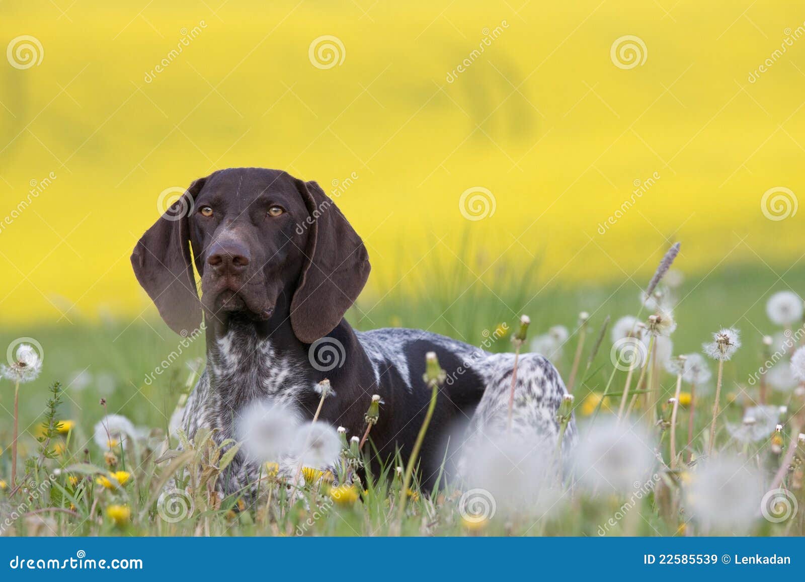 Portrait of German Short Hair Pointer Stock Image - Image of domestic ...