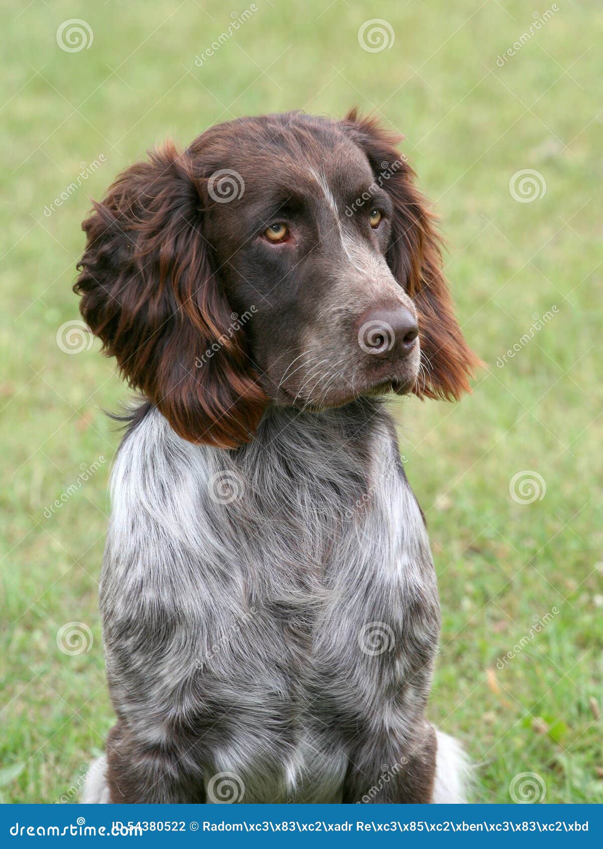 The Portrait of German Spaniel Dog Stock Photo - Image of animals, park ...