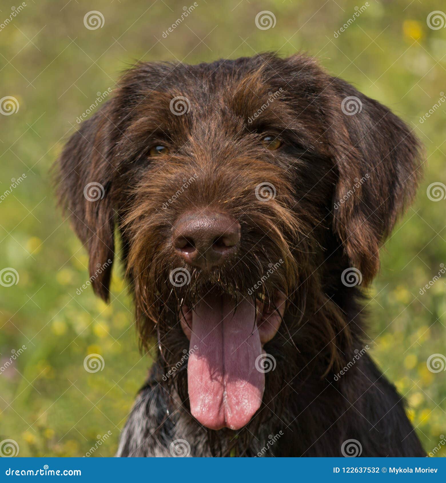 Portrait of a German Wirehaired Pointer. Stock Photo - Image of hair ...