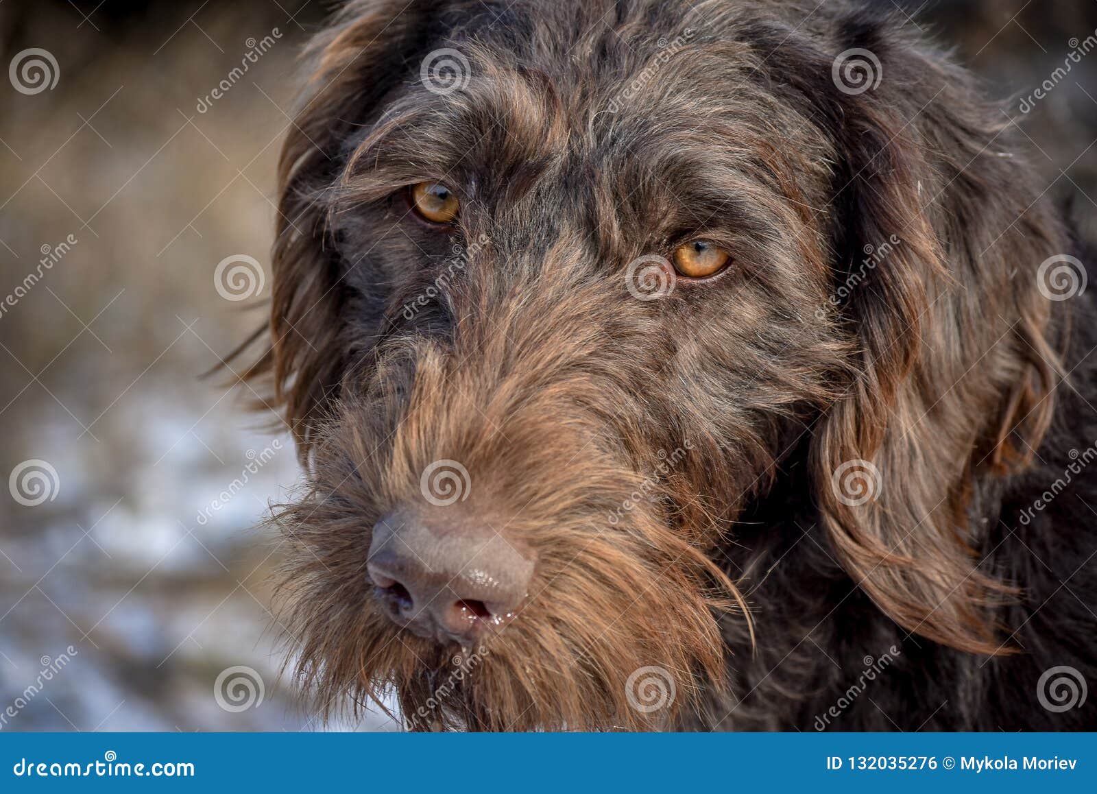 Wirehaired Pointing Griffon Lab Mix