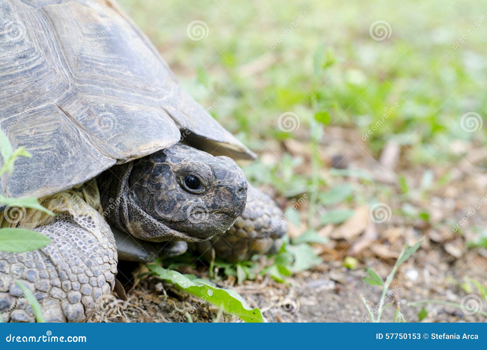 Portrait of a Giant Land Turtle Stock Image - Image of beautiful ...