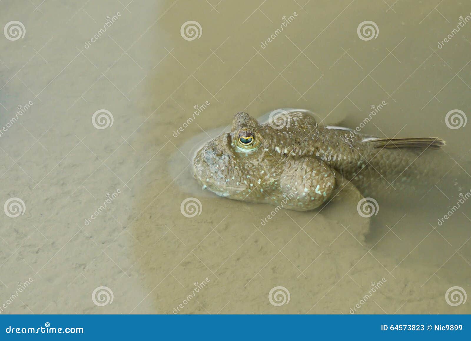 Portrait of a Giant Mud Skipper Stock Image - Image of fresh, chubby ...