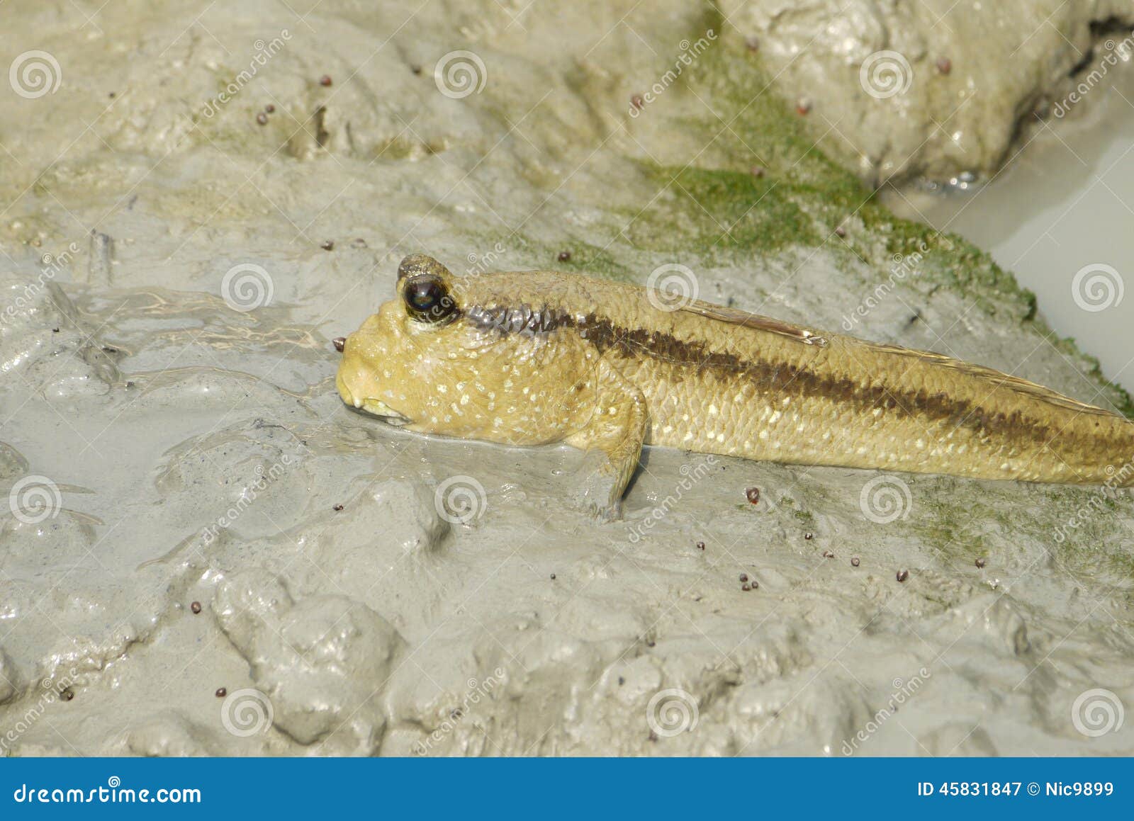 Portrait of Giant Mud Skipper Stock Image - Image of hunter, adorable ...