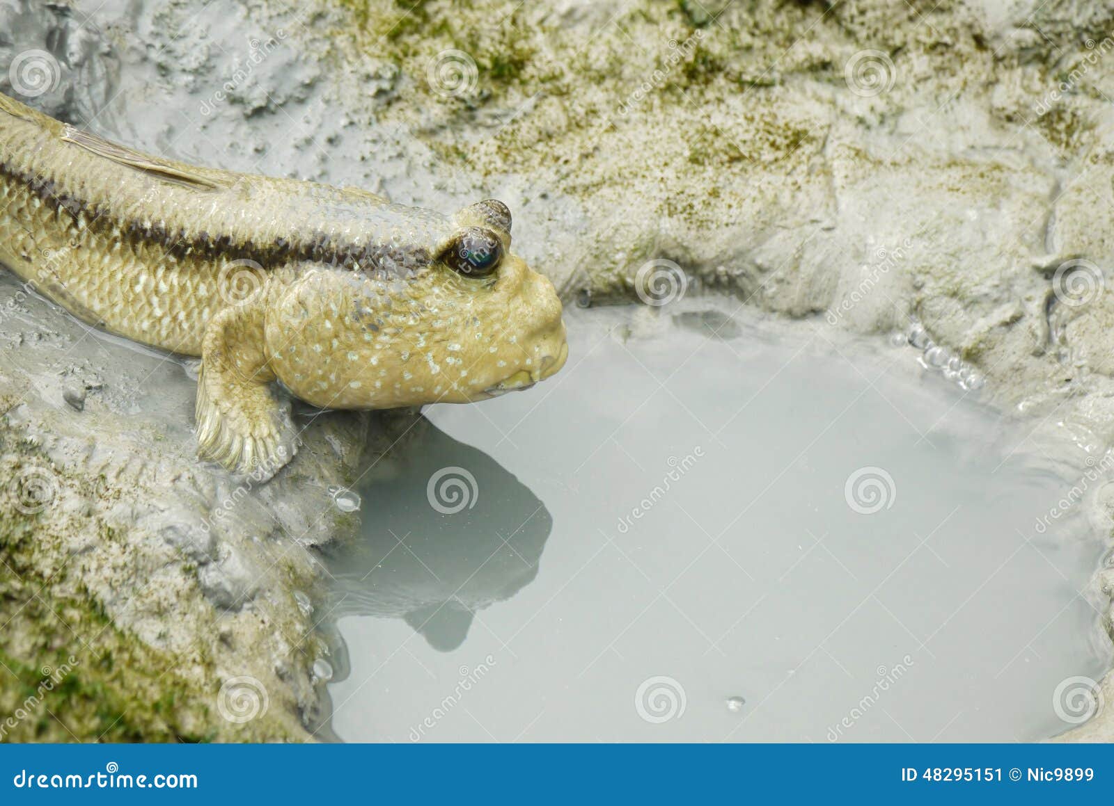 Portrait of a Giant Mud Skipper Stock Image - Image of beach, muddy ...