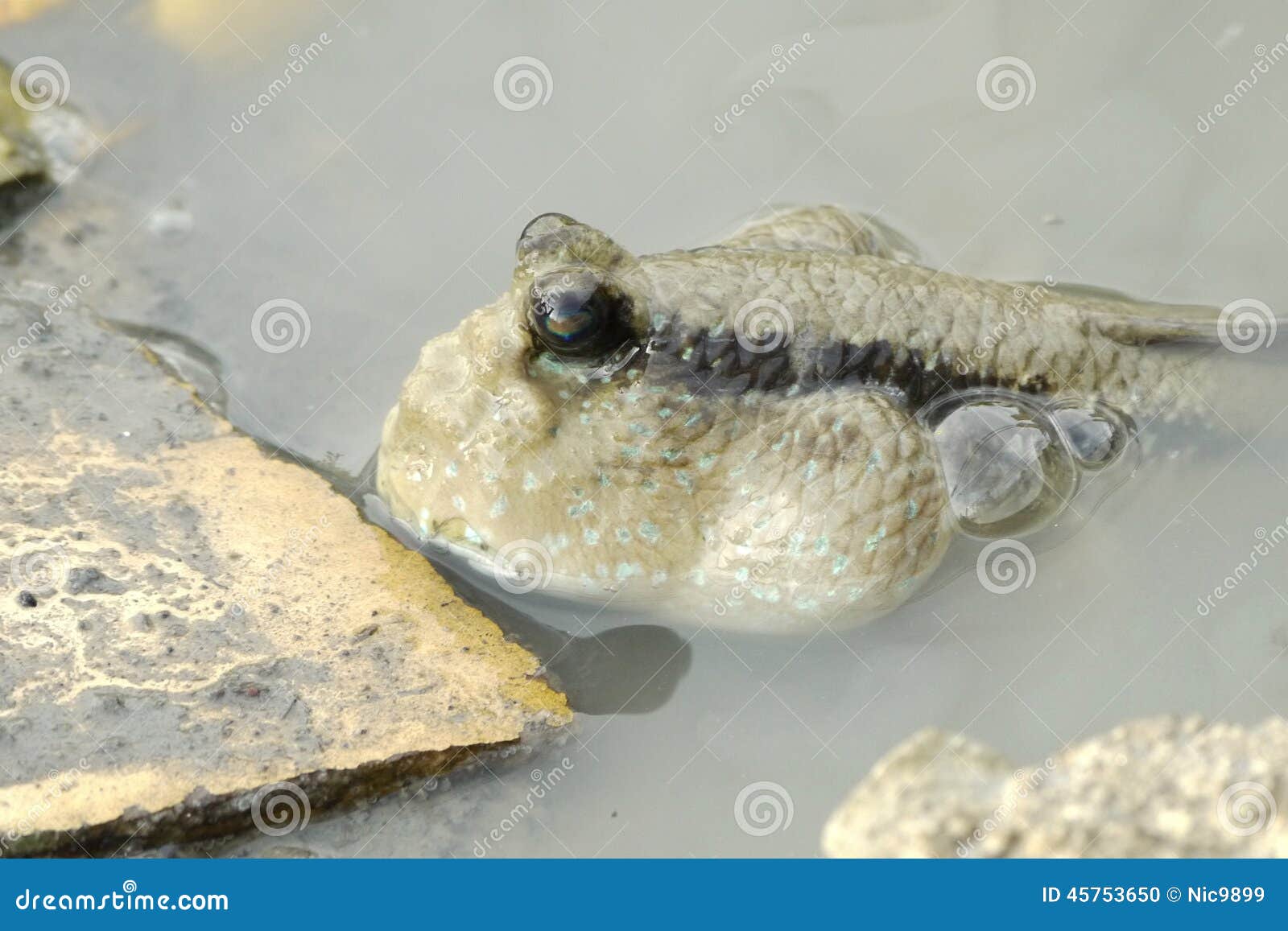 Giant Mudskipper, Blue Spotted Mudskipper Crawling With Fins On Royalty ...