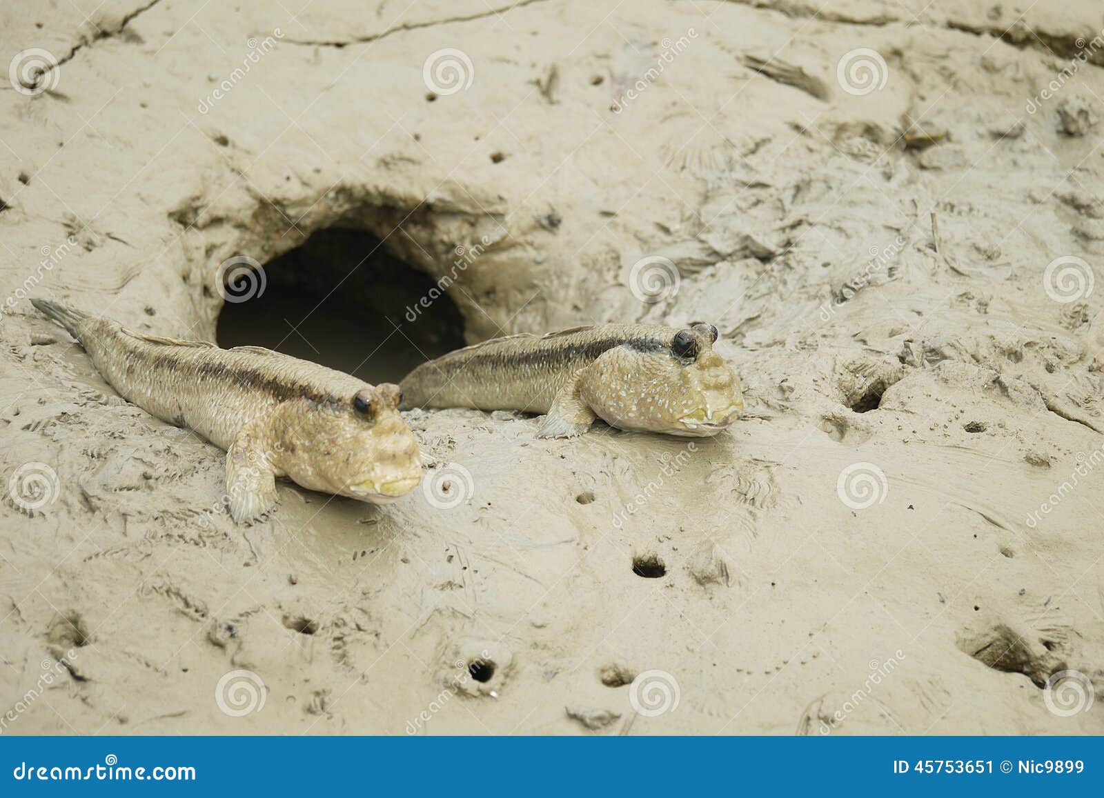 Giant Mudskipper, Blue Spotted Mudskipper Crawling With Fins On Royalty ...