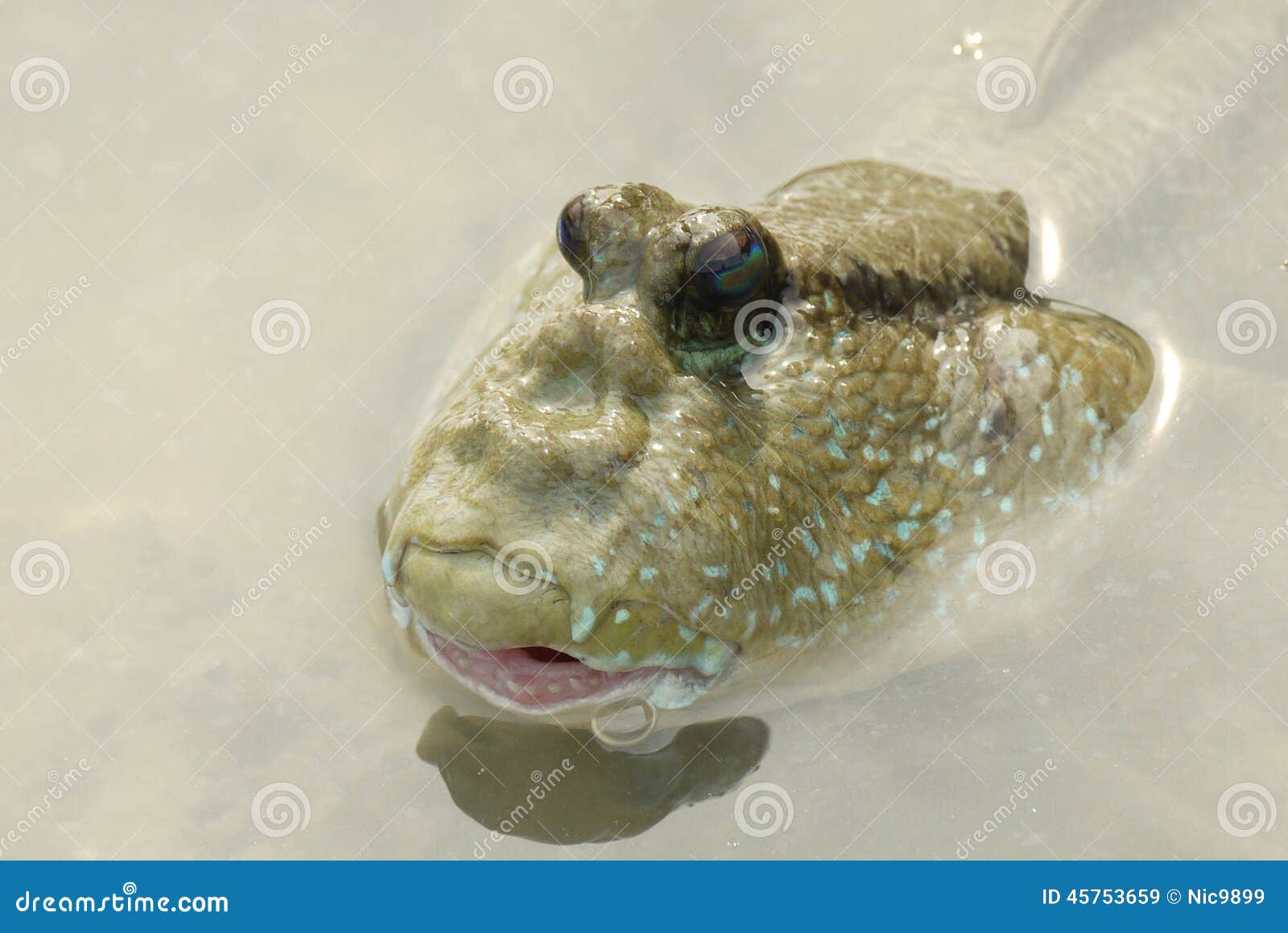 Giant Mudskipper, Blue Spotted Mudskipper Crawling With Fins On Royalty ...