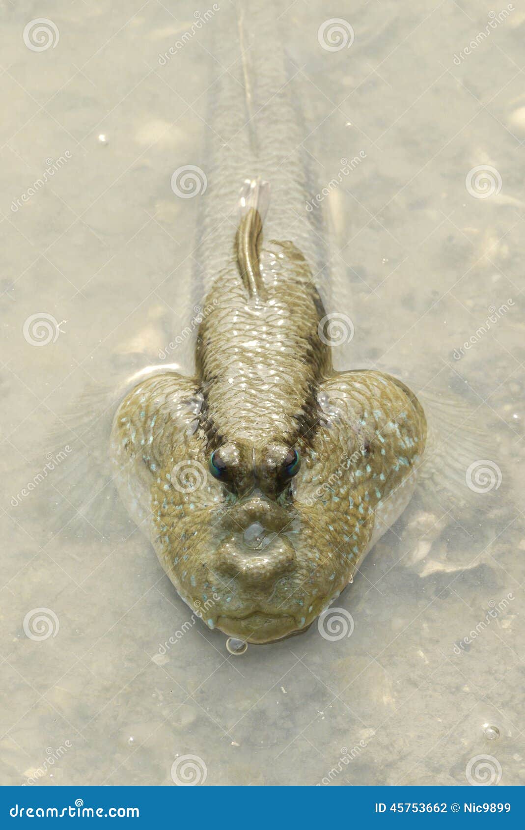 Giant Mudskipper, Blue Spotted Mudskipper Crawling With Fins On Royalty ...