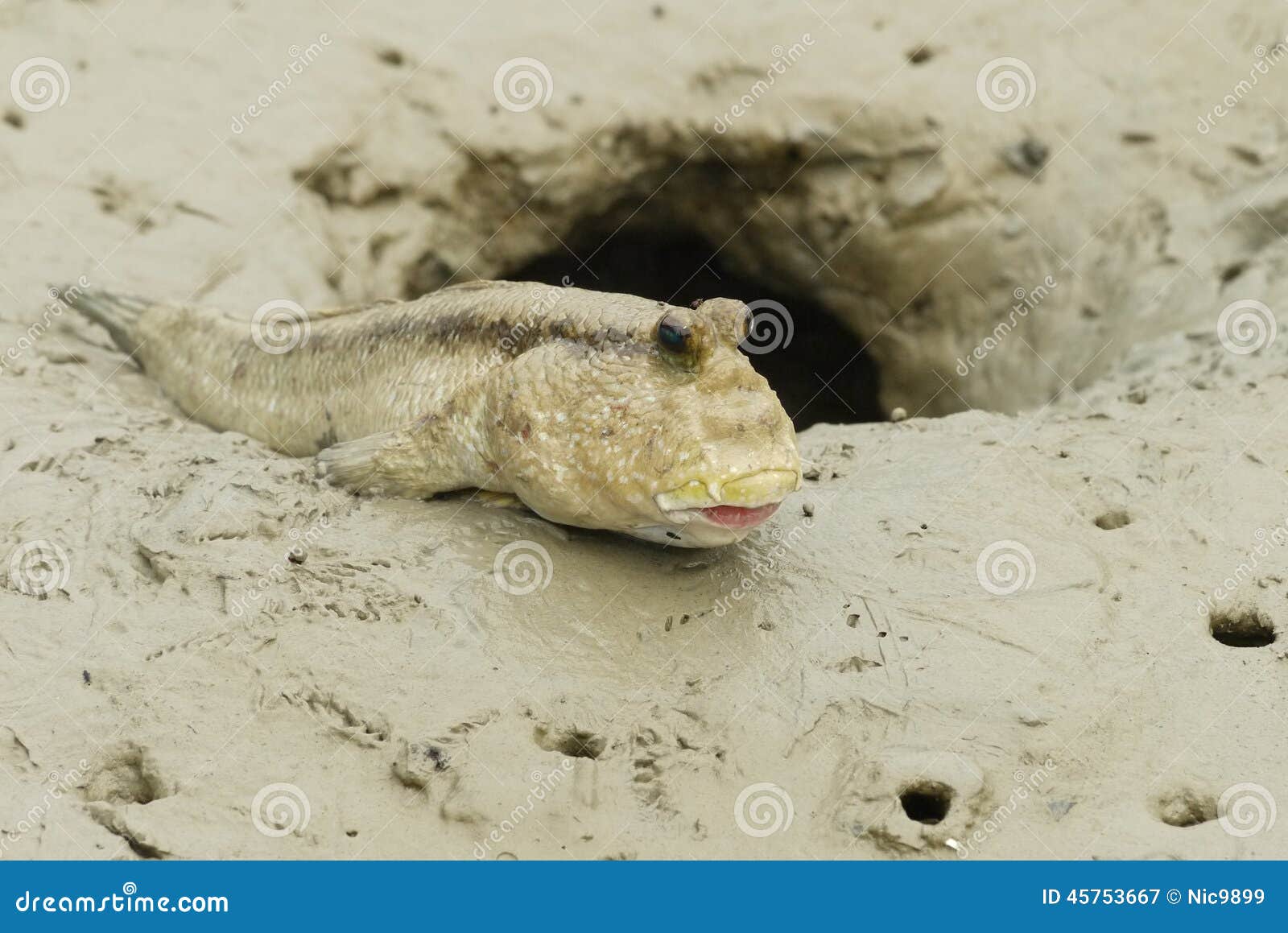 Giant Mudskipper, Blue Spotted Mudskipper Crawling With Fins On Royalty ...