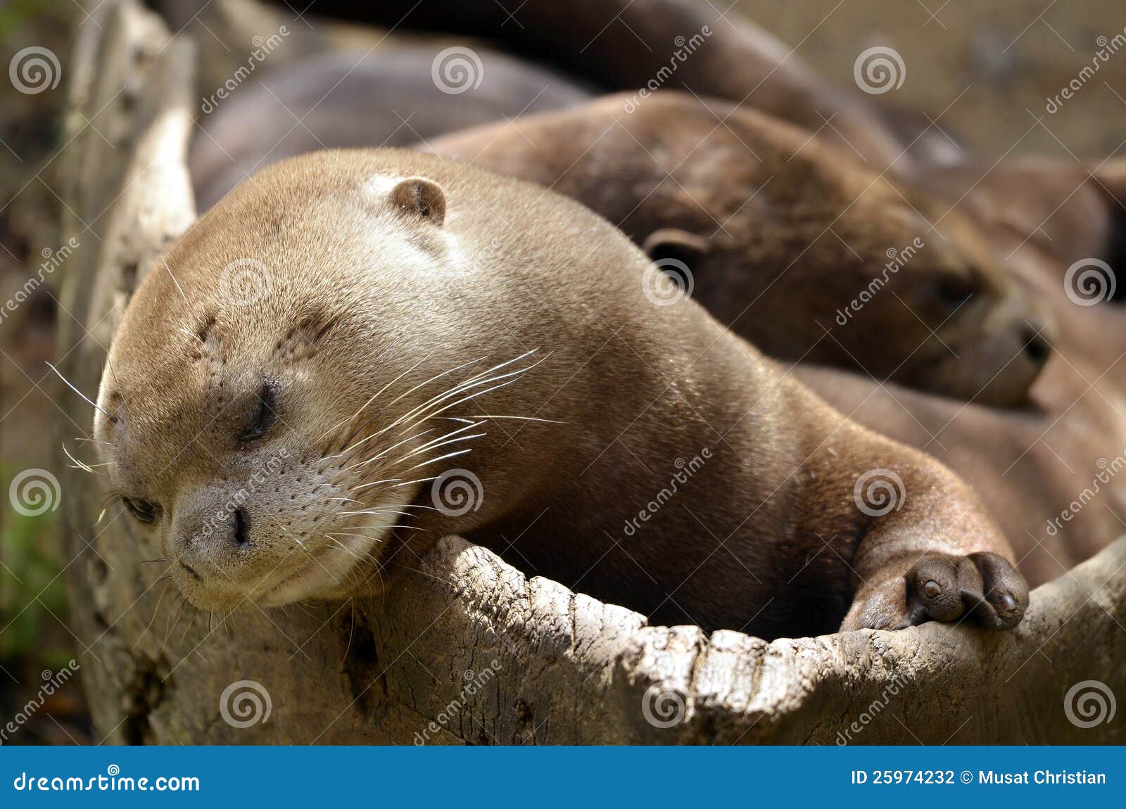 Giant Otter Swimming Peruvian Amazon Jungle Madre De Dios Peru Stock ...