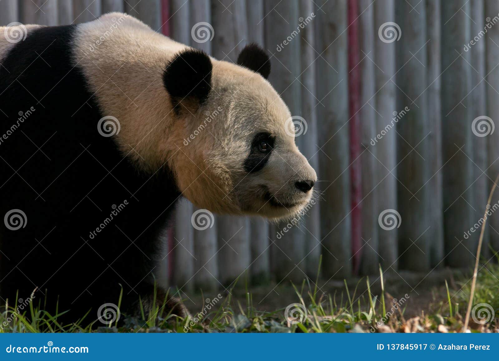 Portrait of a giant panda stock image. Image of mammal - 137845917