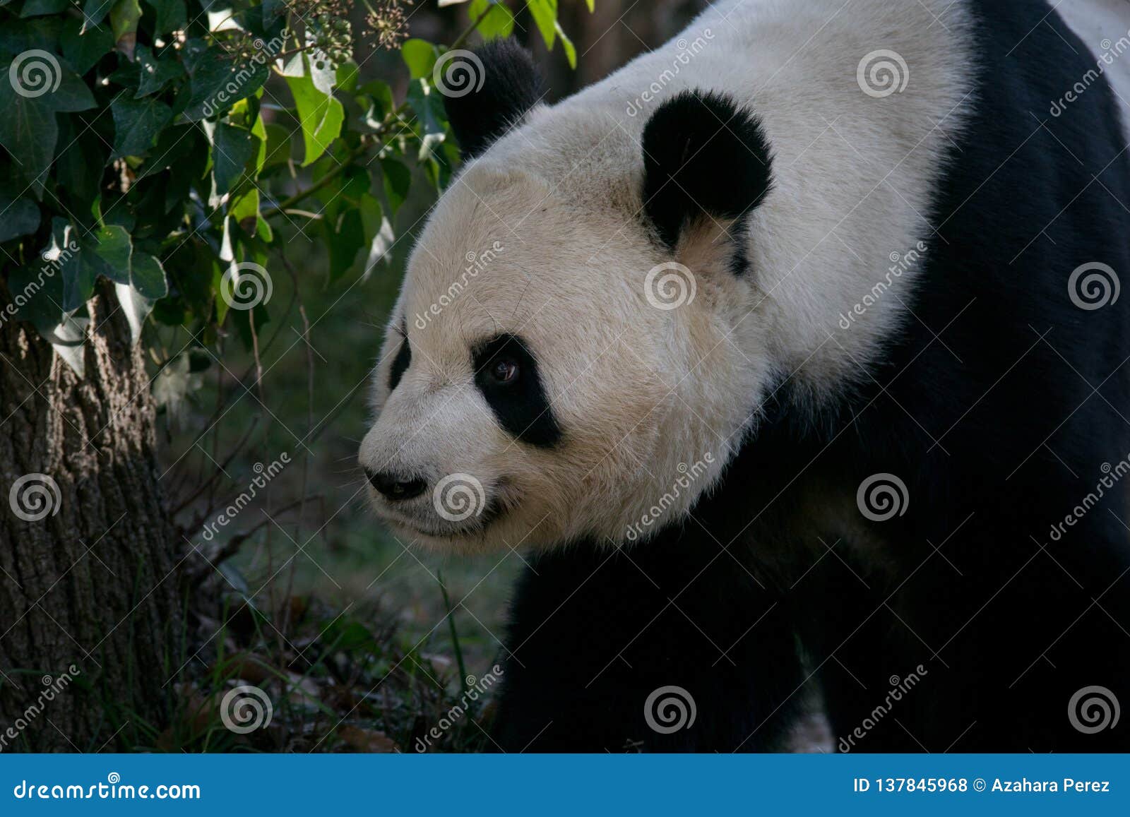 Portrait of a giant panda stock photo. Image of portrait - 137845968