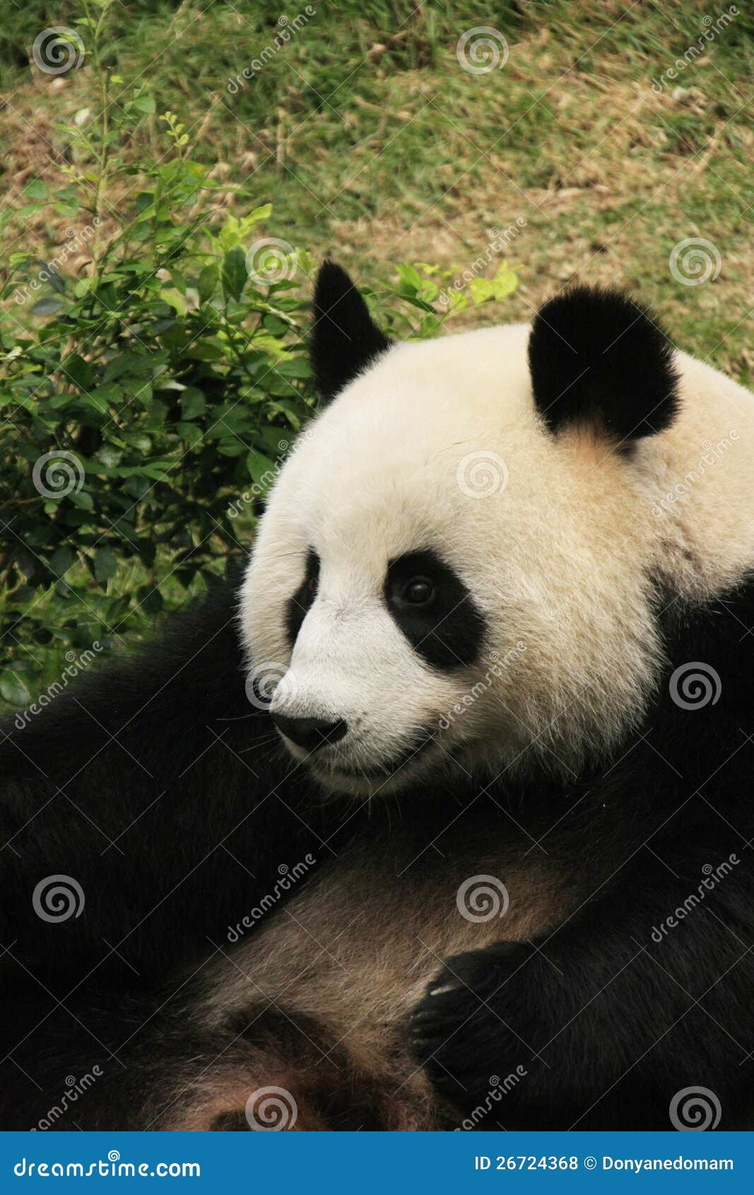 Portrait of Giant Panda Bear Stock Photo - Image of close, ailuripoda ...