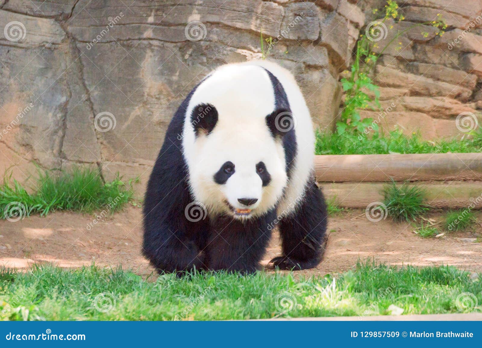 Portrait of Giant Panda Bear Standing and Walking. Stock Image - Image ...