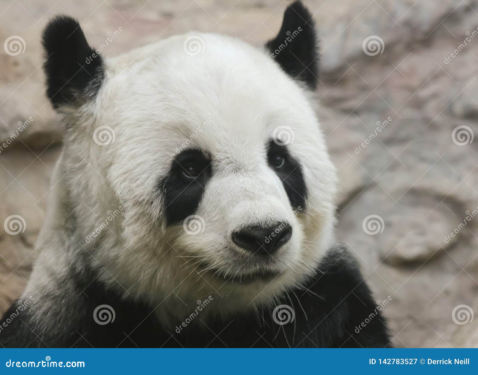 A Portrait of a Giant Panda Stock Image - Image of black, panda: 142783527