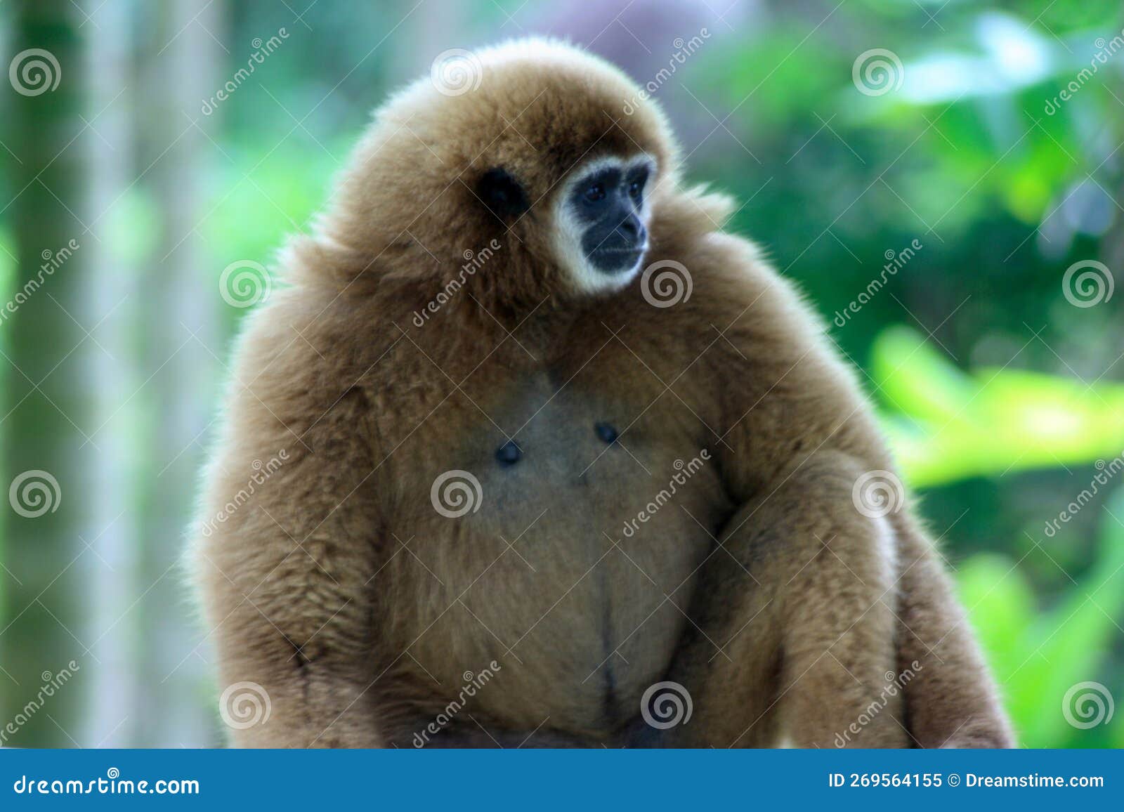 Portrait of a Gibbon stock image. Image of thailand - 269564155 Portrait of a Gibbon stock image. Image of thailand - 269564155