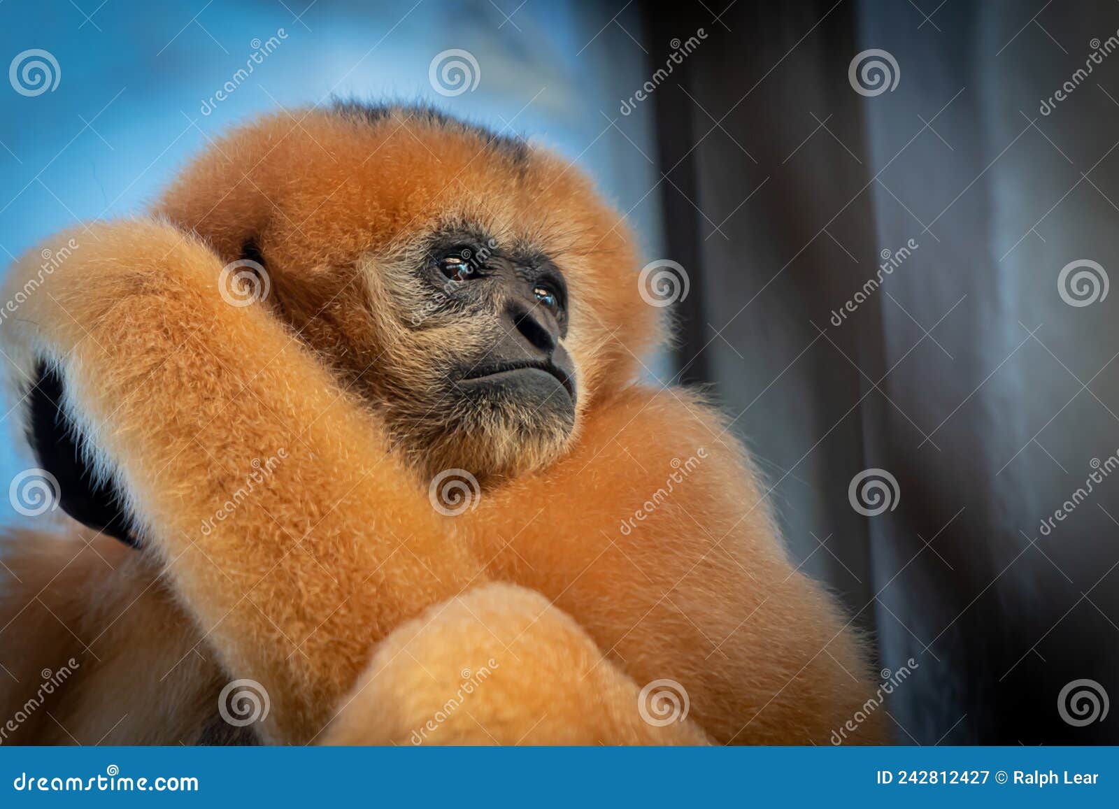 Portrait of a a Gibbon Monkey Stock Image - Image of portrait, wildlife ...