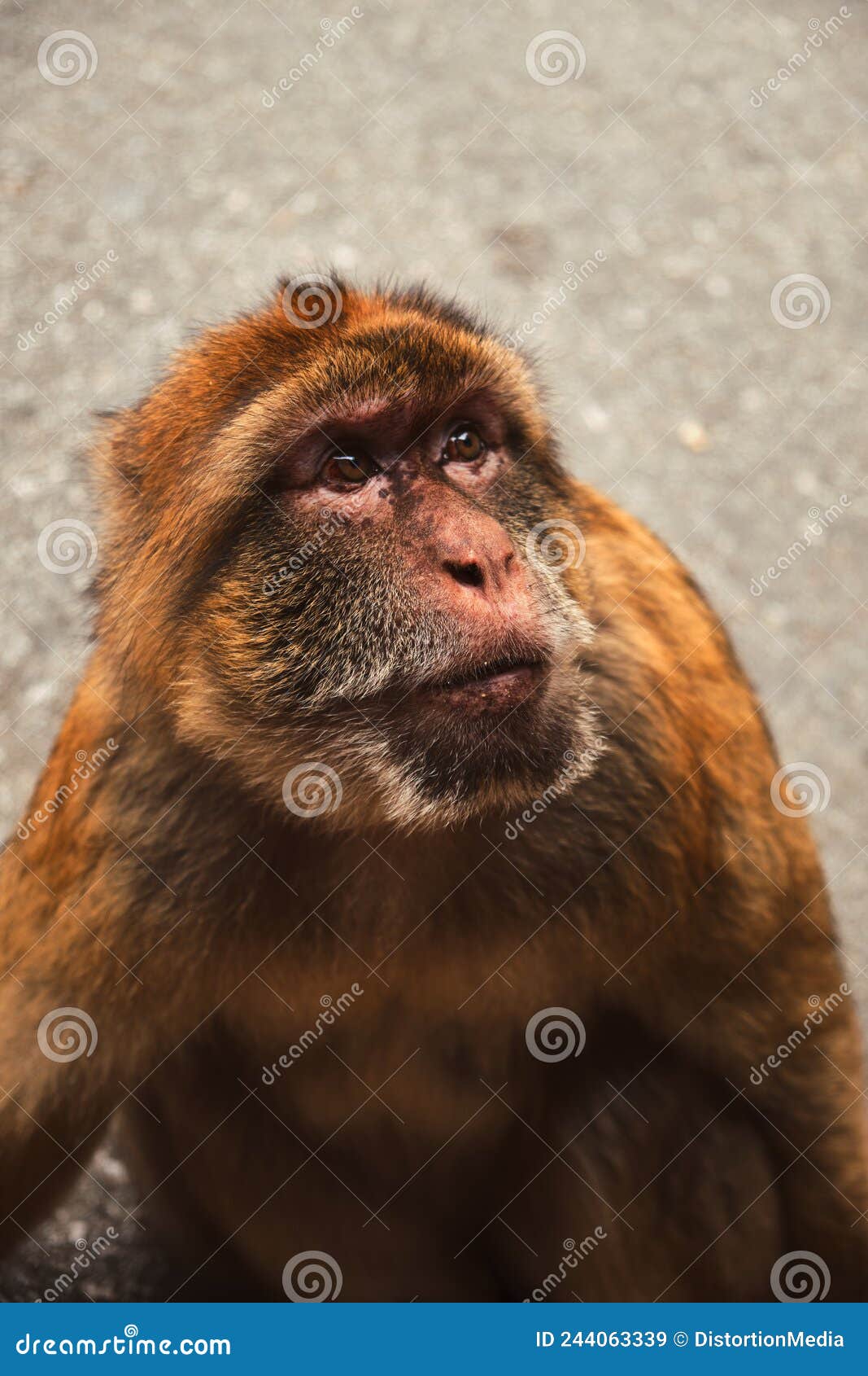 Portrait of Gibraltar Monkey Macaca Sylvanus Stock Image - Image of ...