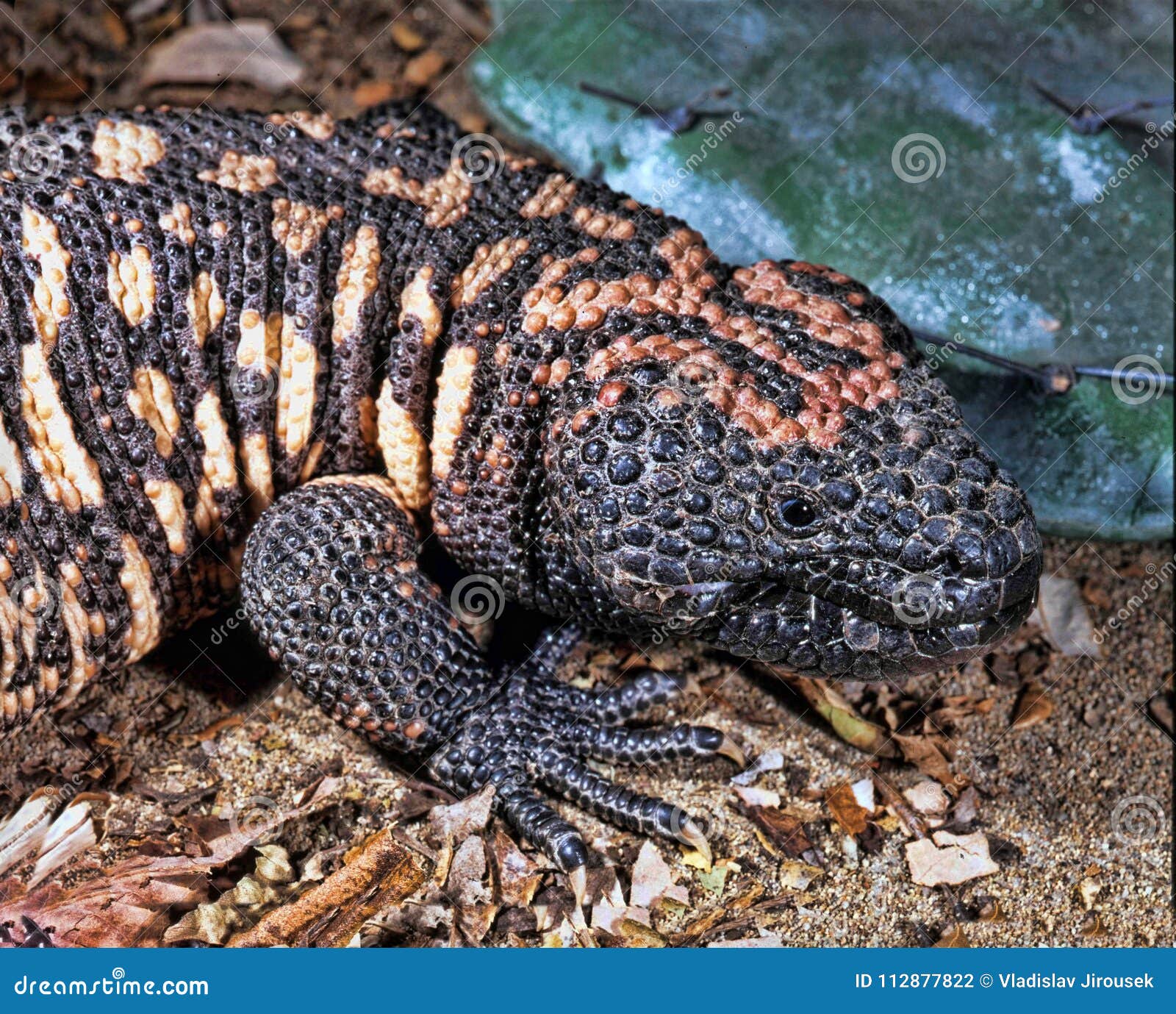 Portrait, Gila Monster, Heloderma S.suspectum Stock Photo - Image of ...