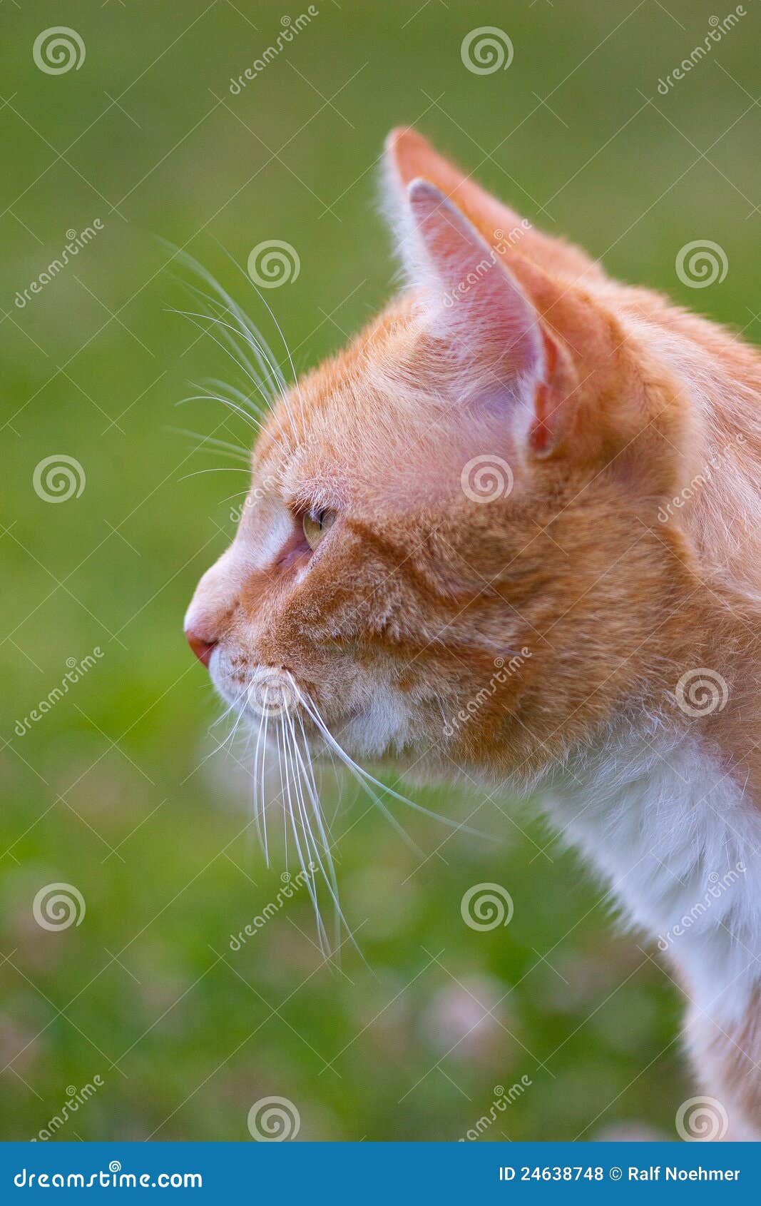 Portrait of a ginger cat stock photo. Image of face, field - 24638748