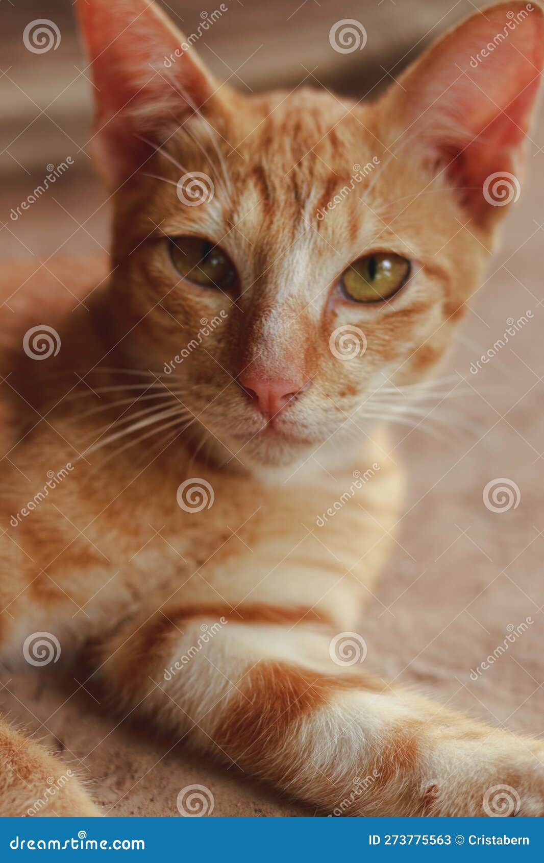Portrait of a Ginger Cat stock image. Image of lifestyle - 273775563