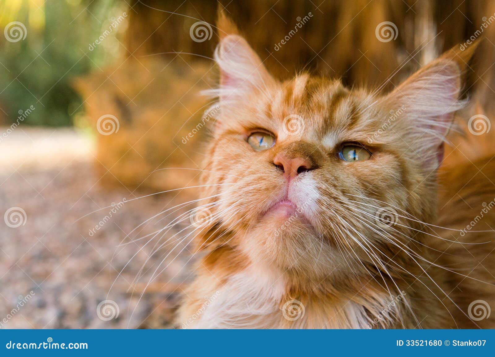 Portrait of ginger cat stock photo. Image of handsome - 33521680