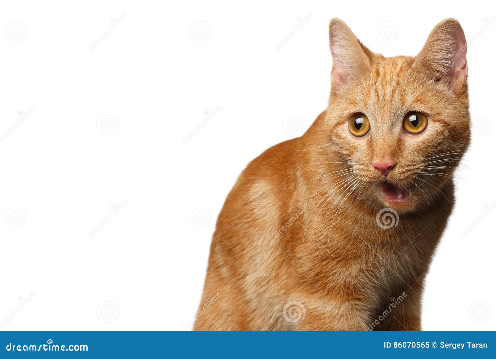 Portrait of Ginger Cat on Isolated White Background Stock Image - Image ...