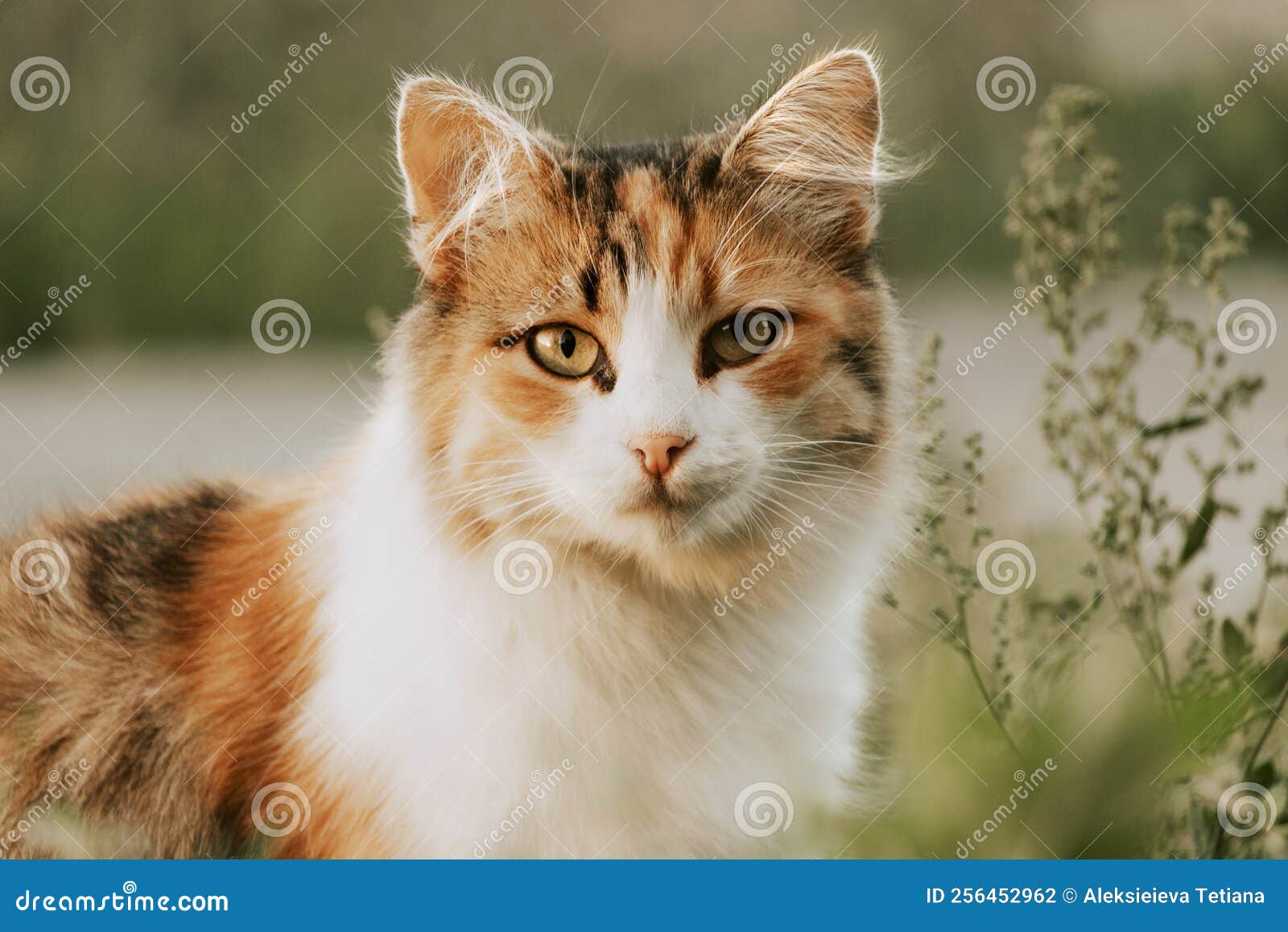 Portrait of Ginger Cat Pictured Outside, Relaxing on Green Grass Stock ...