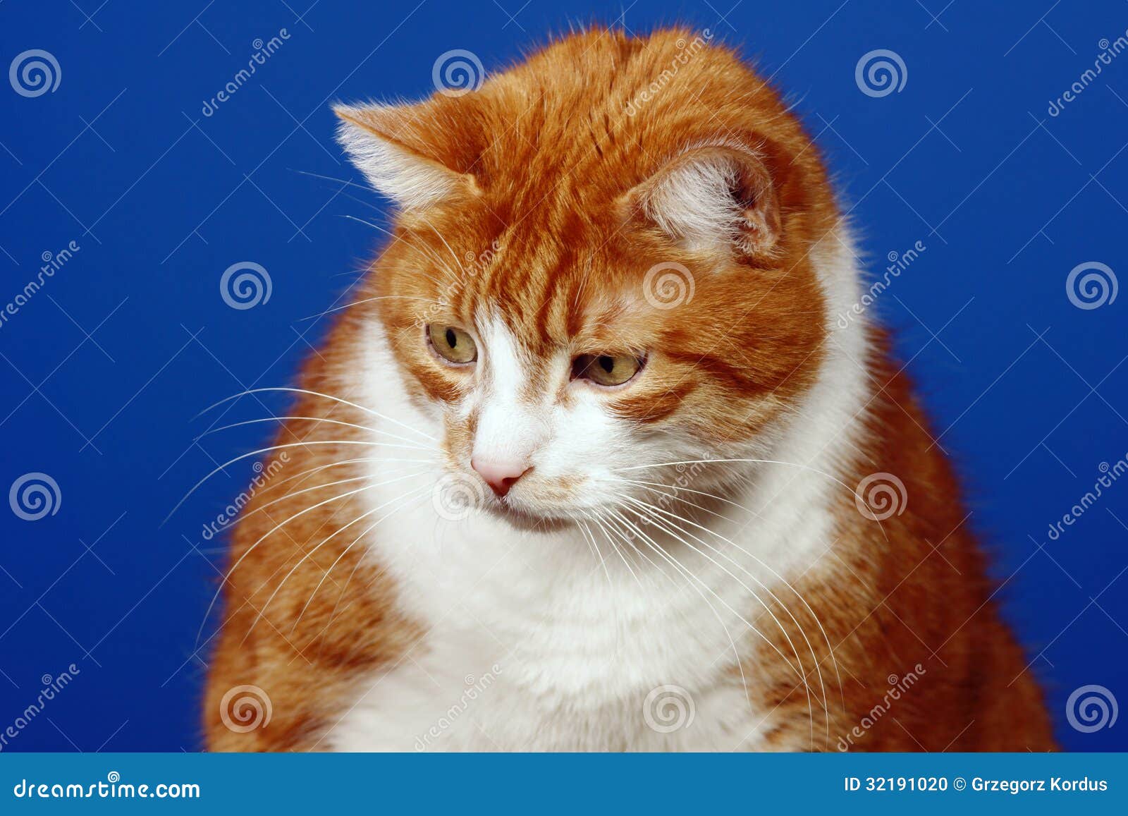 Portrait ginger cat stock photo. Image of ears, portrait - 32191020