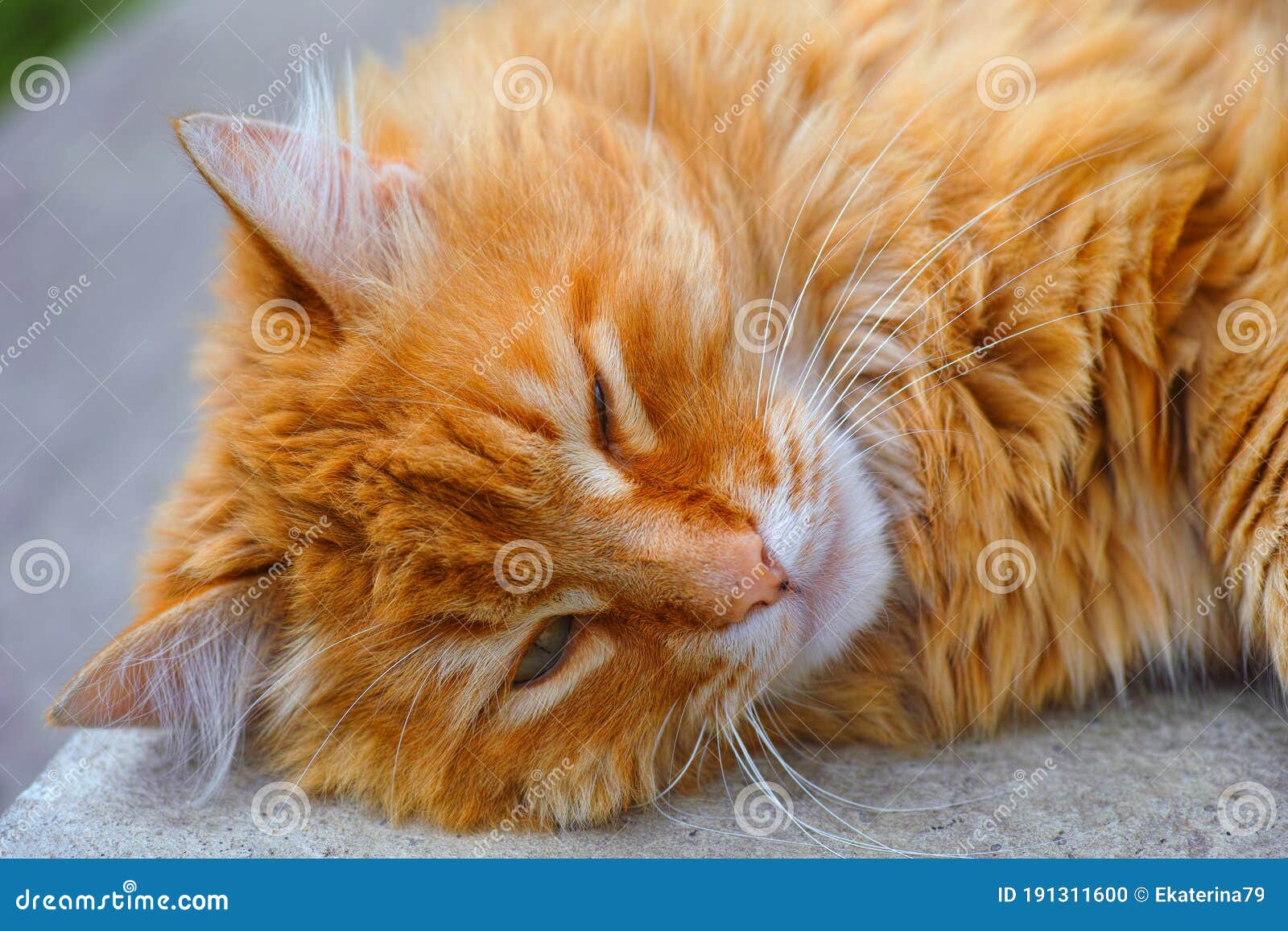 Portrait of Ginger Cat Sleeping Outdoors Stock Photo - Image of ...