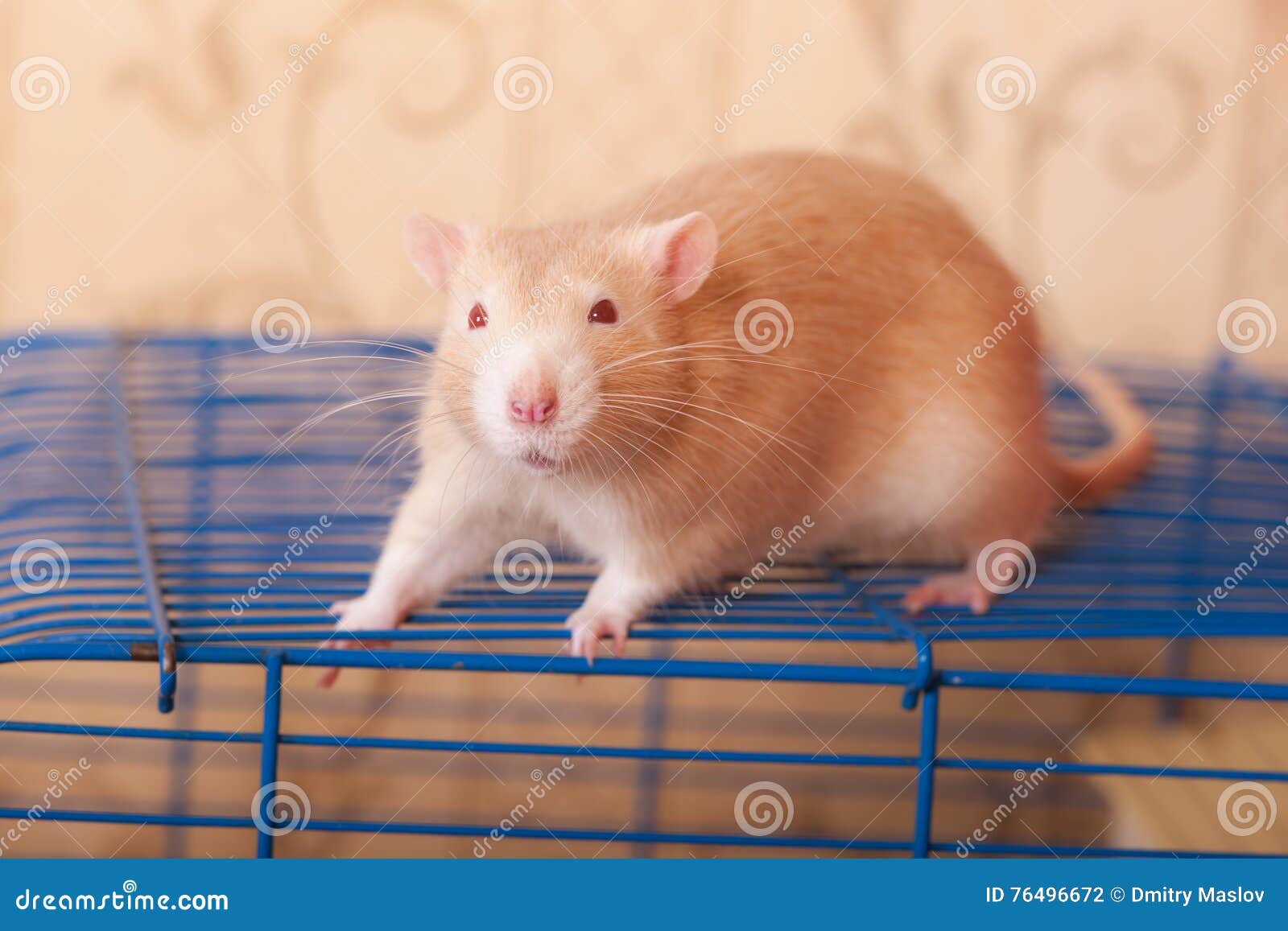 Portrait of ginger rat stock photo. Image of fluffy, closeup - 76496672
