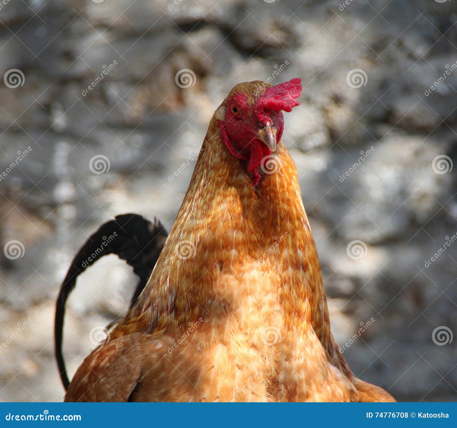 Portrait of a Ginger Rooster Stock Photo - Image of chicken, animal ...