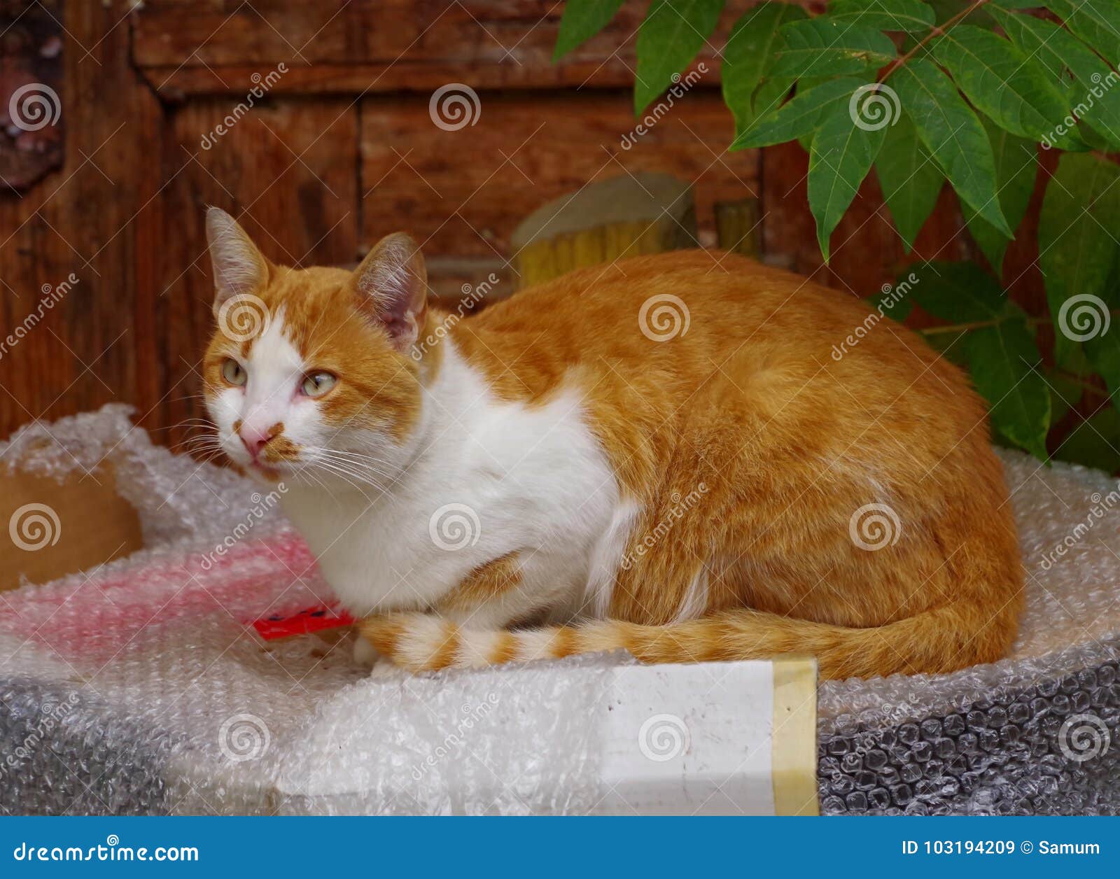 Portrait of Ginger-white Cat Stock Image - Image of animal, comfortable ...