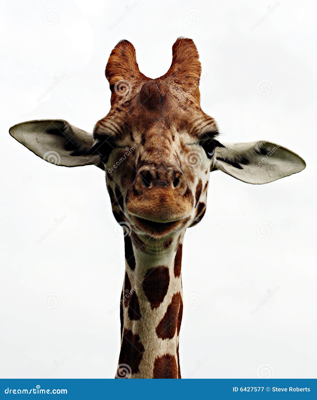 Portrait of giraffe stock image. Image of pricked, wildlife - 6427577
