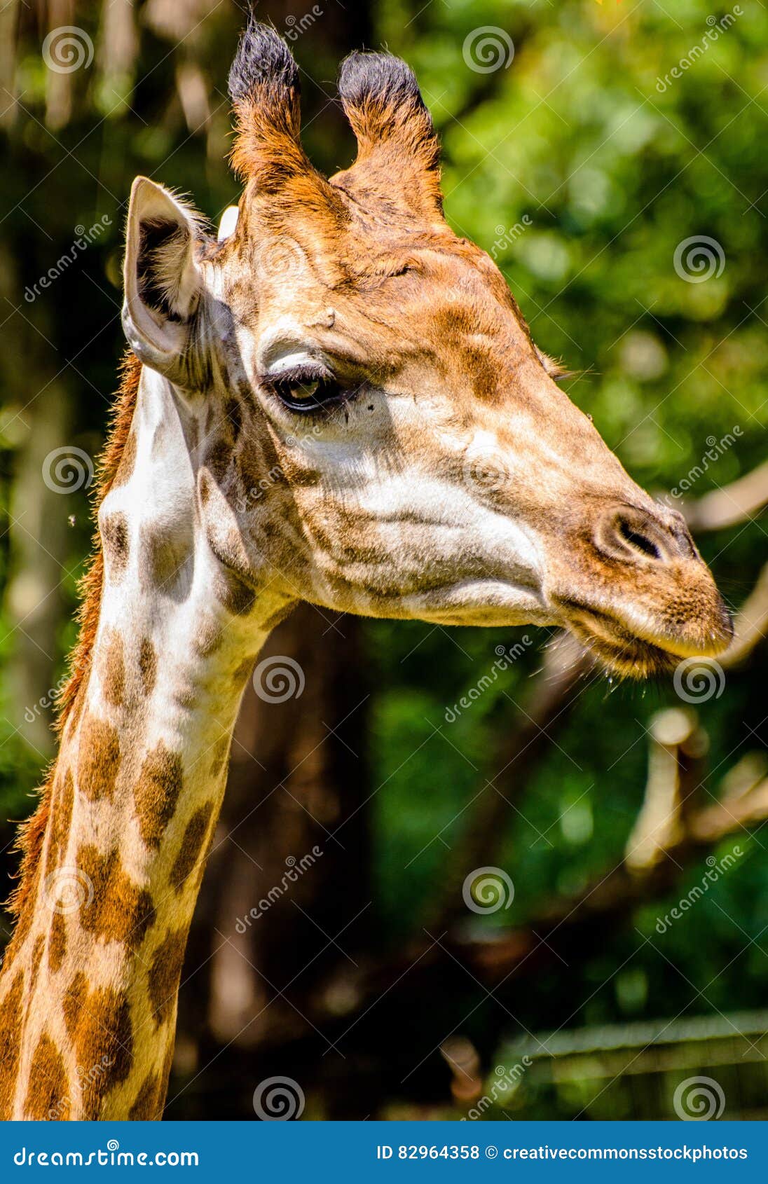 Portrait Of Giraffe Picture. Image: 82964358