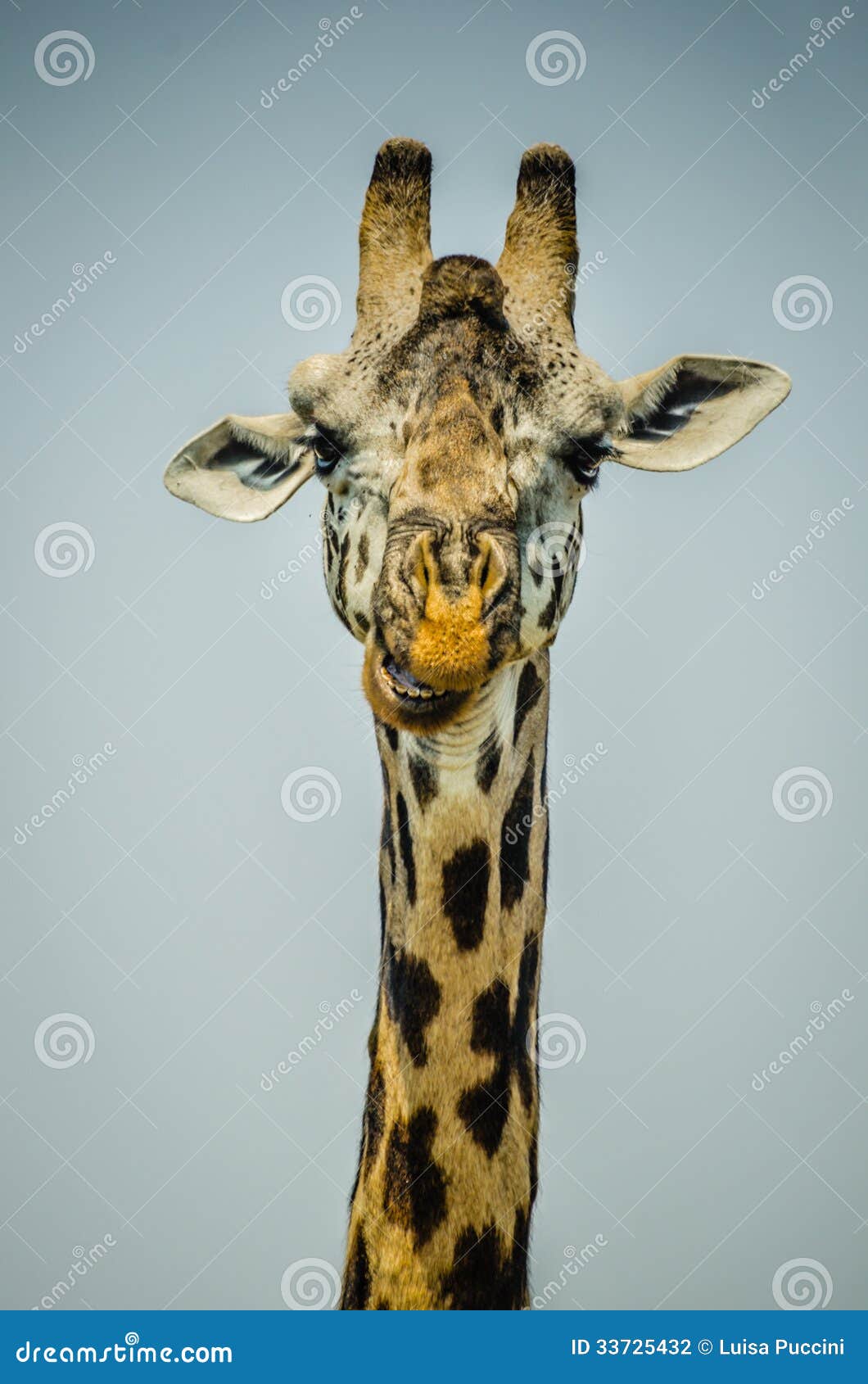 Portrait of a giraffe stock photo. Image of blue, africa - 33725432