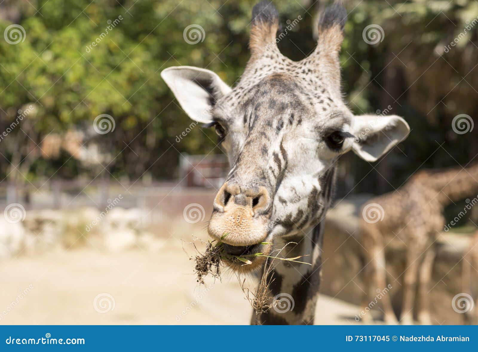 Portrait of a Giraffe Close Up. Stock Image - Image of travel, heat ...